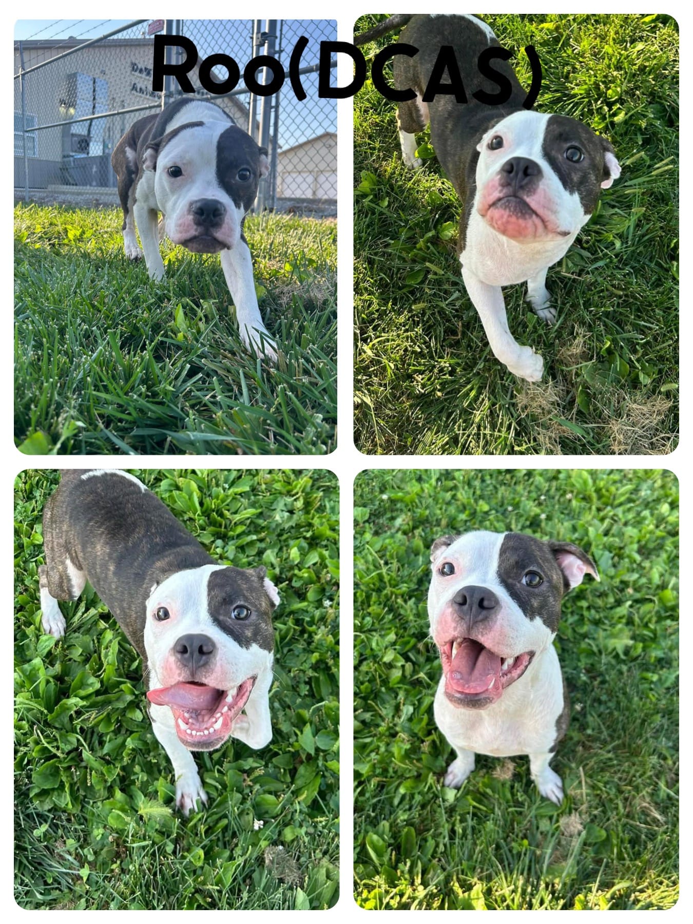 Adopt Roo(DCAS) Foster or forever home needed Today - Find Paw Pal