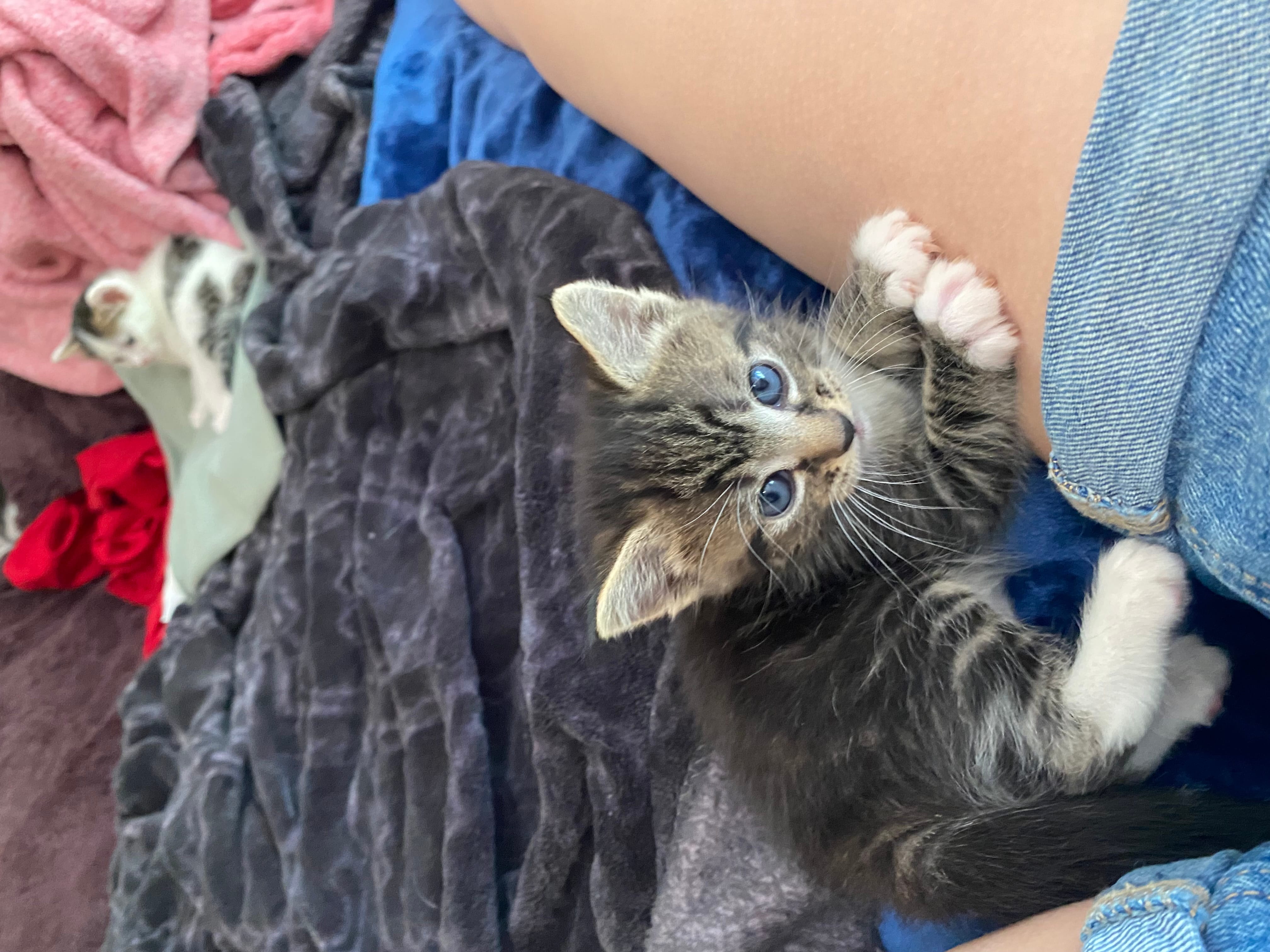 Adopt Mocha Today - Pets TheCountyOffice