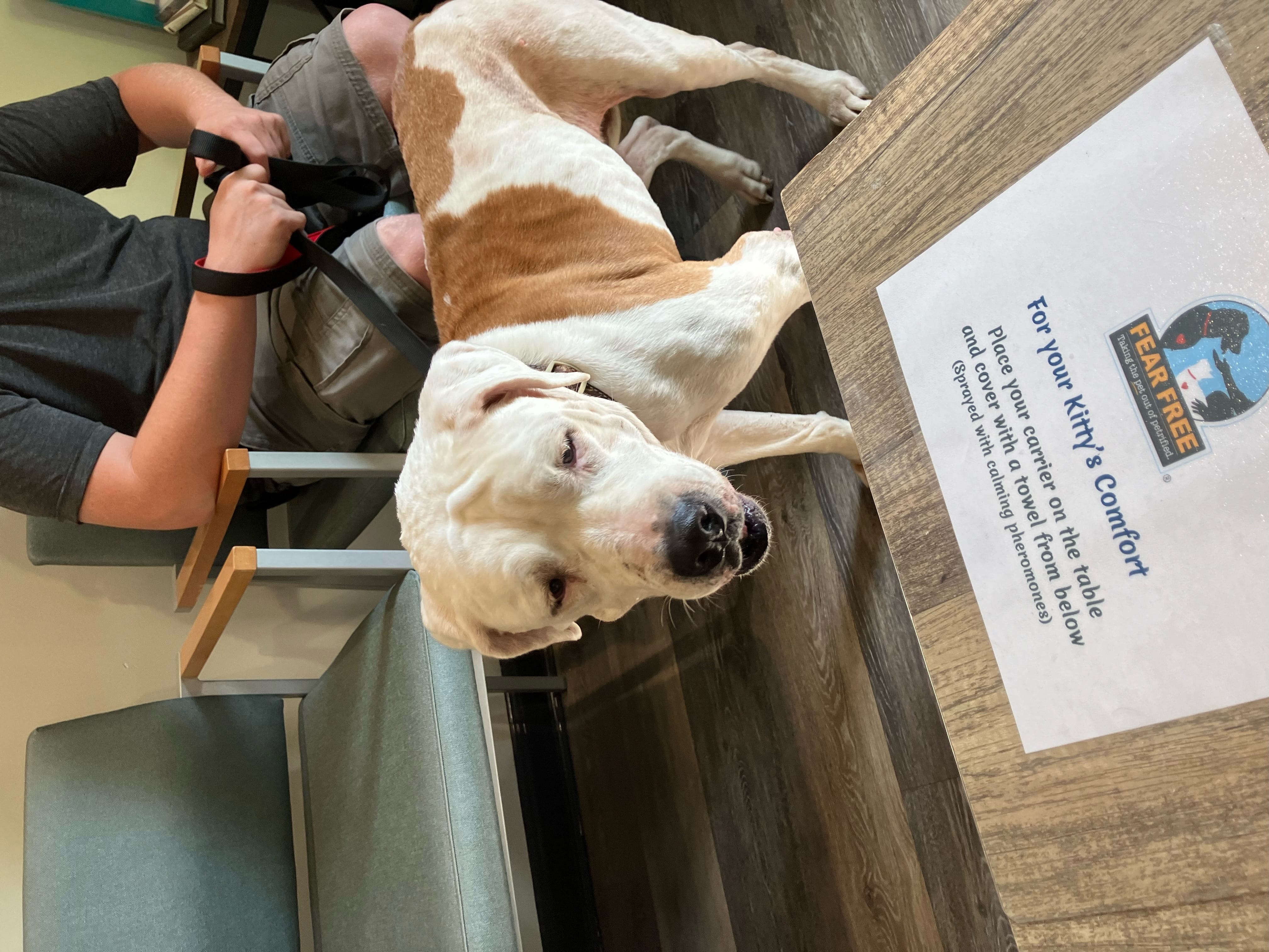Adopt Miss Jenny Today - Pets TheCountyOffice