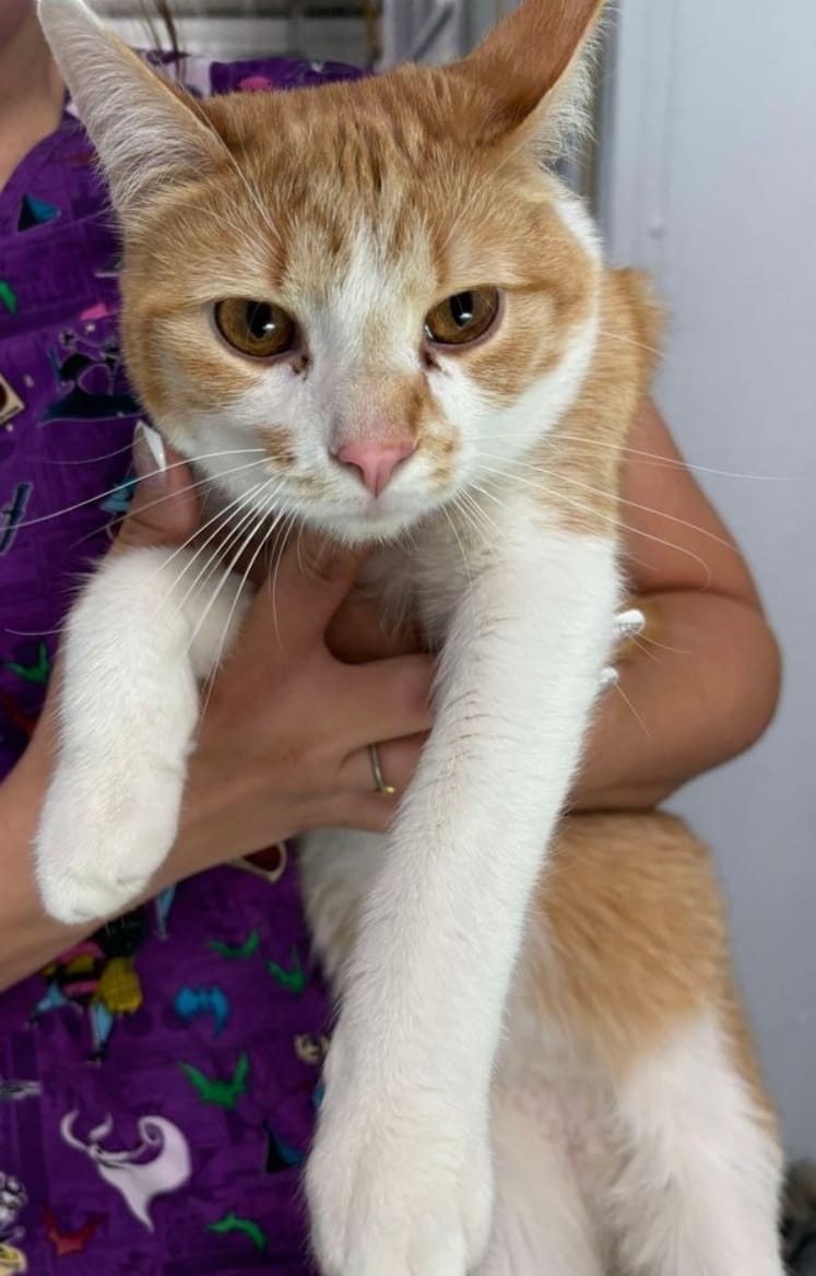 Adopt Obie Today - Pets TheCountyOffice