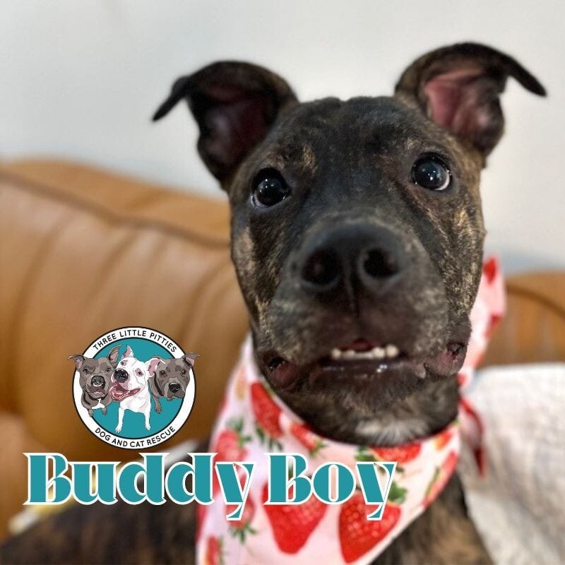 Adopt Buddy Boy, The happy Brindle Beryl pup Today - Find Paw Pal