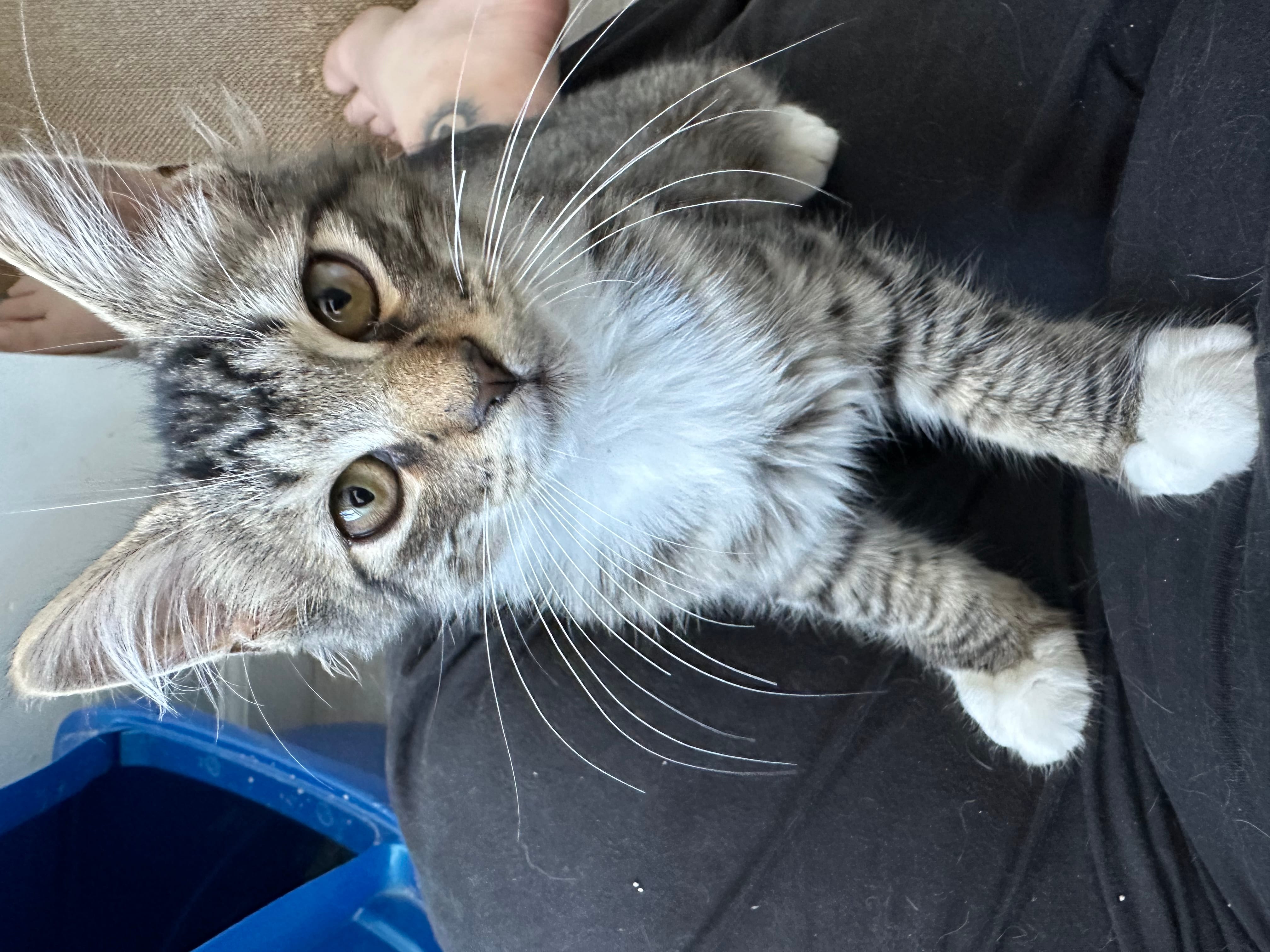 Adopt Oakley Aldan Today - Pets TheCountyOffice