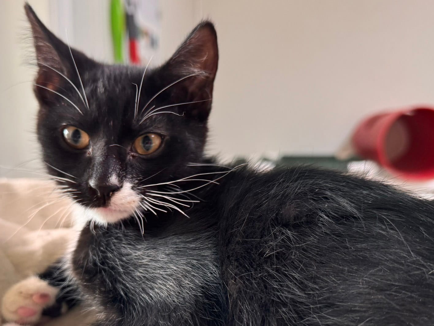 The Top 11 Small Dog Breeds Perfect for Limited Space - Find Paw Pal