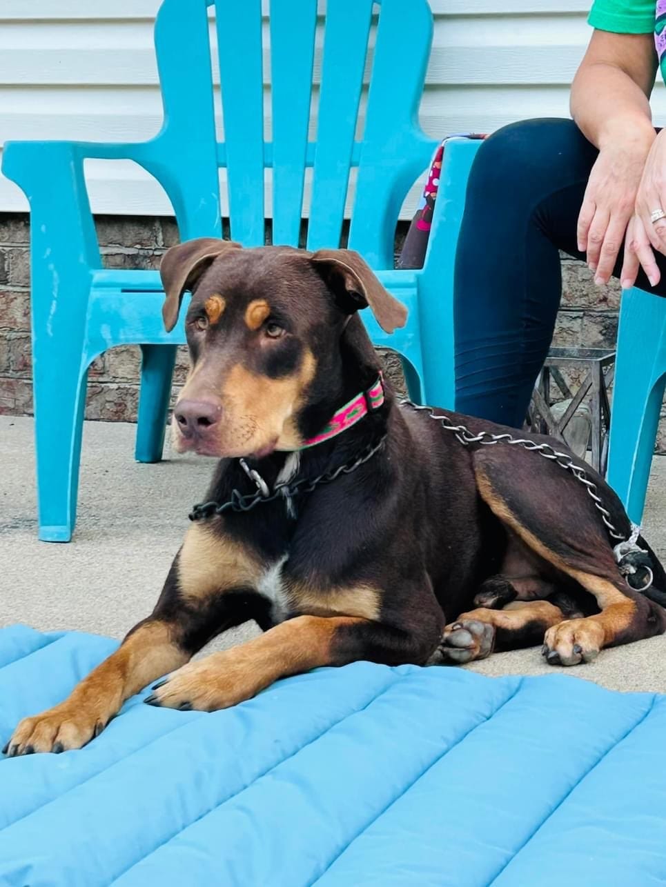 Adopt HUEY Purebred Doberman Sweet boy Today - Pets TheCountyOffice