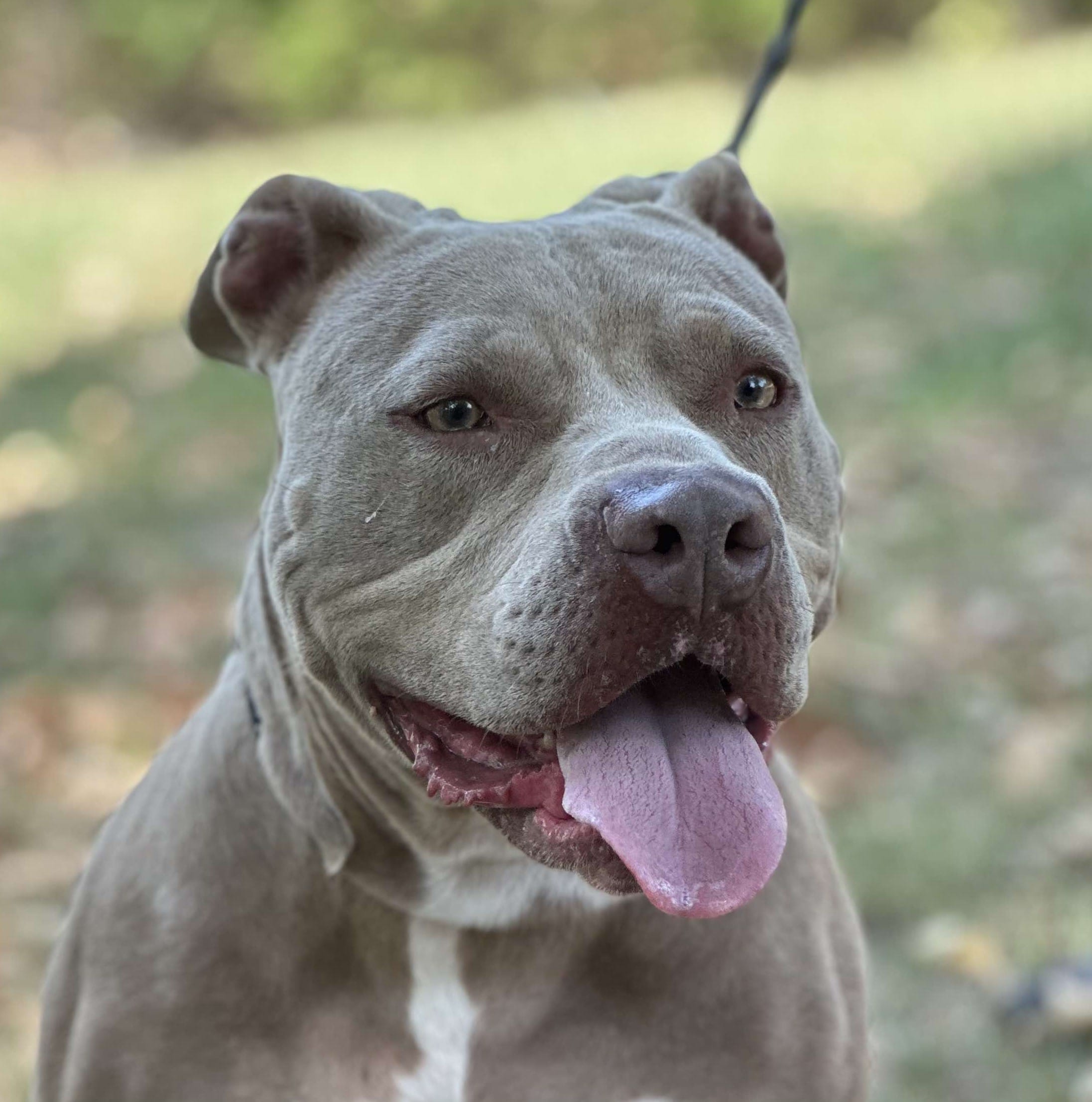 Adopt Bella K Today - Find Paw Pal