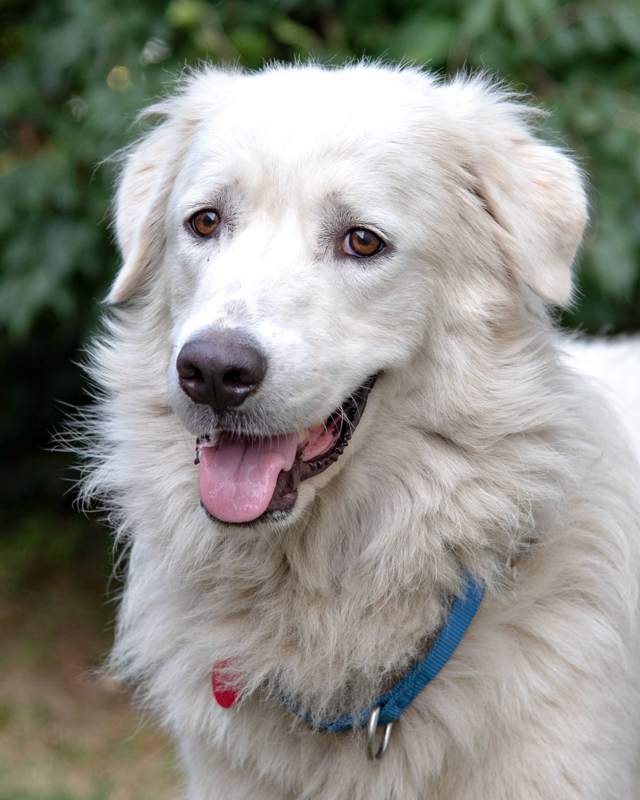 Adopt Bob Ross Today - Find Paw Pal