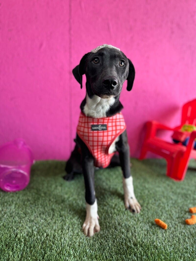 Adopt Lisa Today - Pets TheCountyOffice