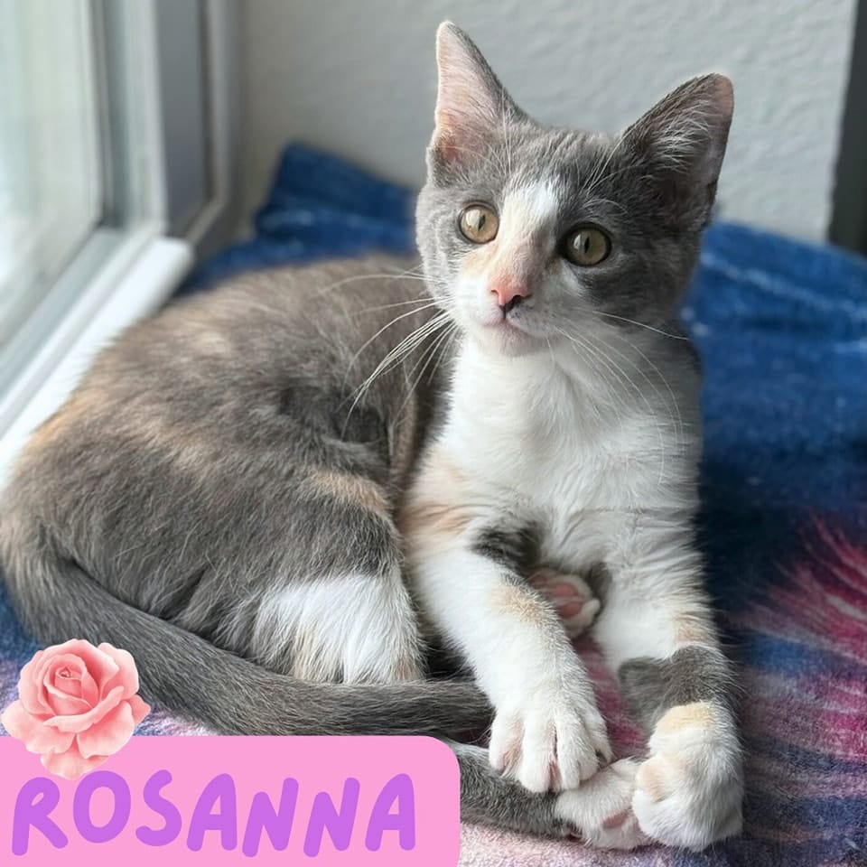 Adopt Rosanna *Dilute Calico* Today - Pets TheCountyOffice