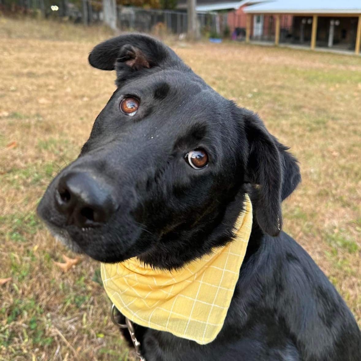 Adopt the Ideal Dog Near You - Find Paw Pal