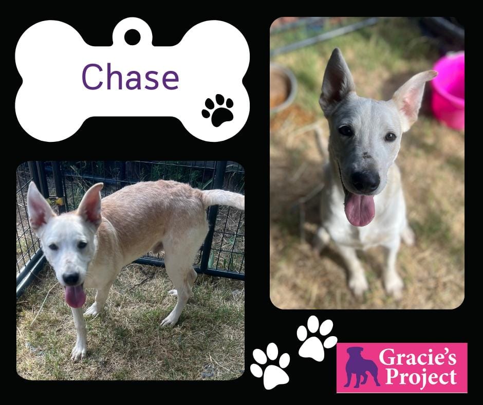 Adopt the Ideal Dog Near You - Find Paw Pal