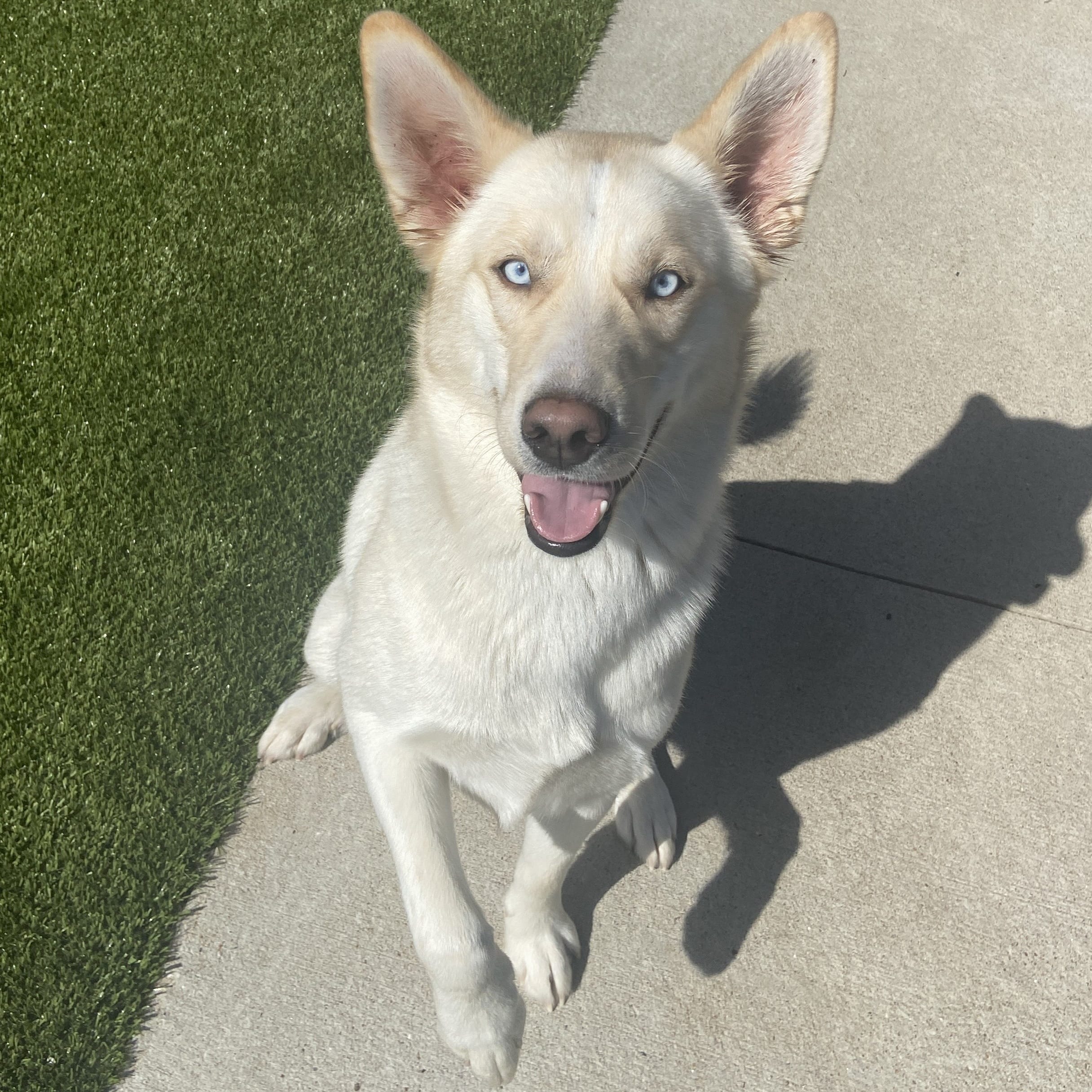Adopt Pascal Today - Pets TheCountyOffice