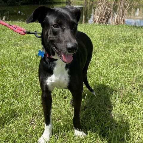 Adopt Tippy Toes Today - Find Paw Pal