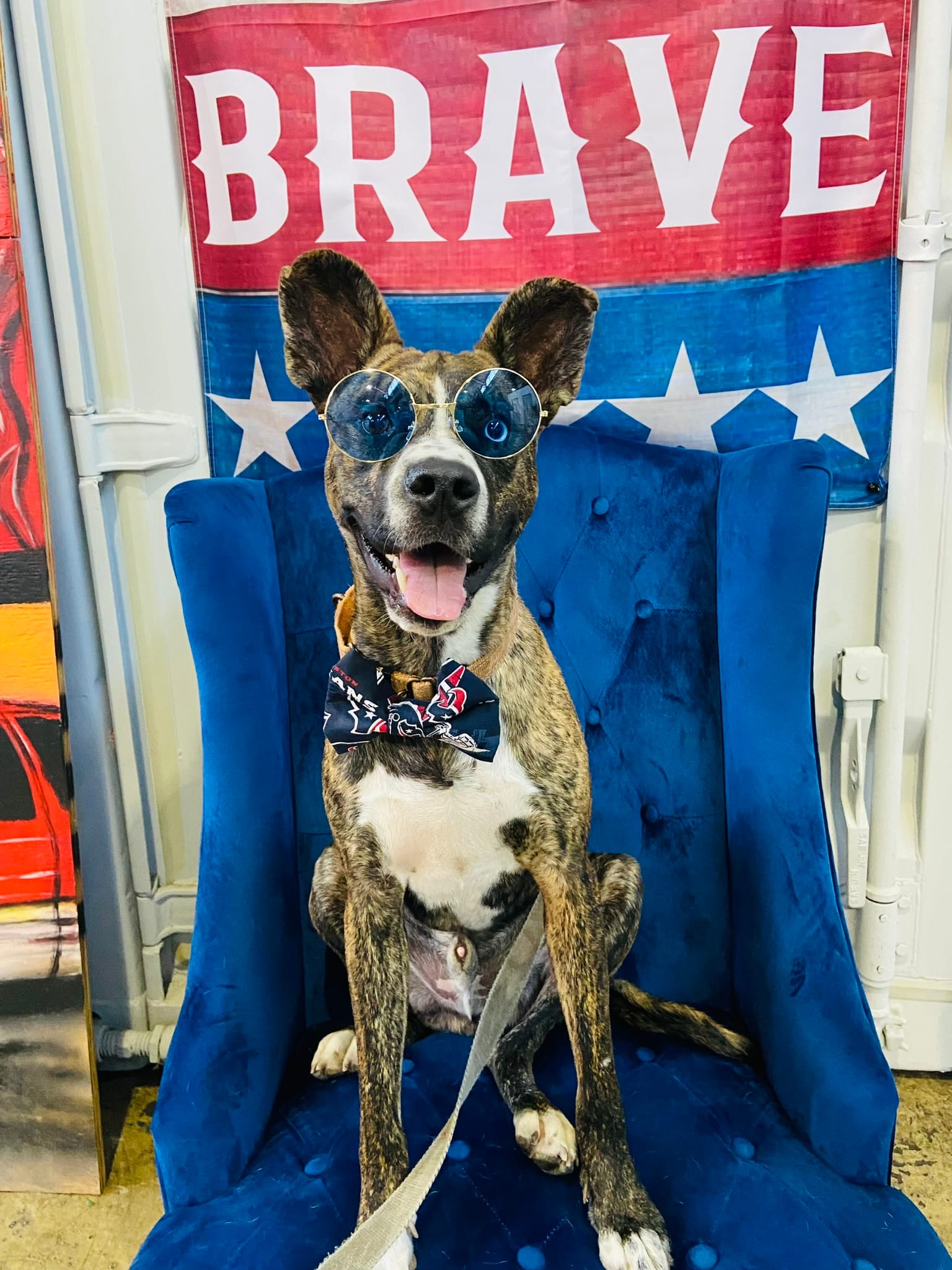 Adopt Beck the Blue Eye Wonder Today - Find Paw Pal