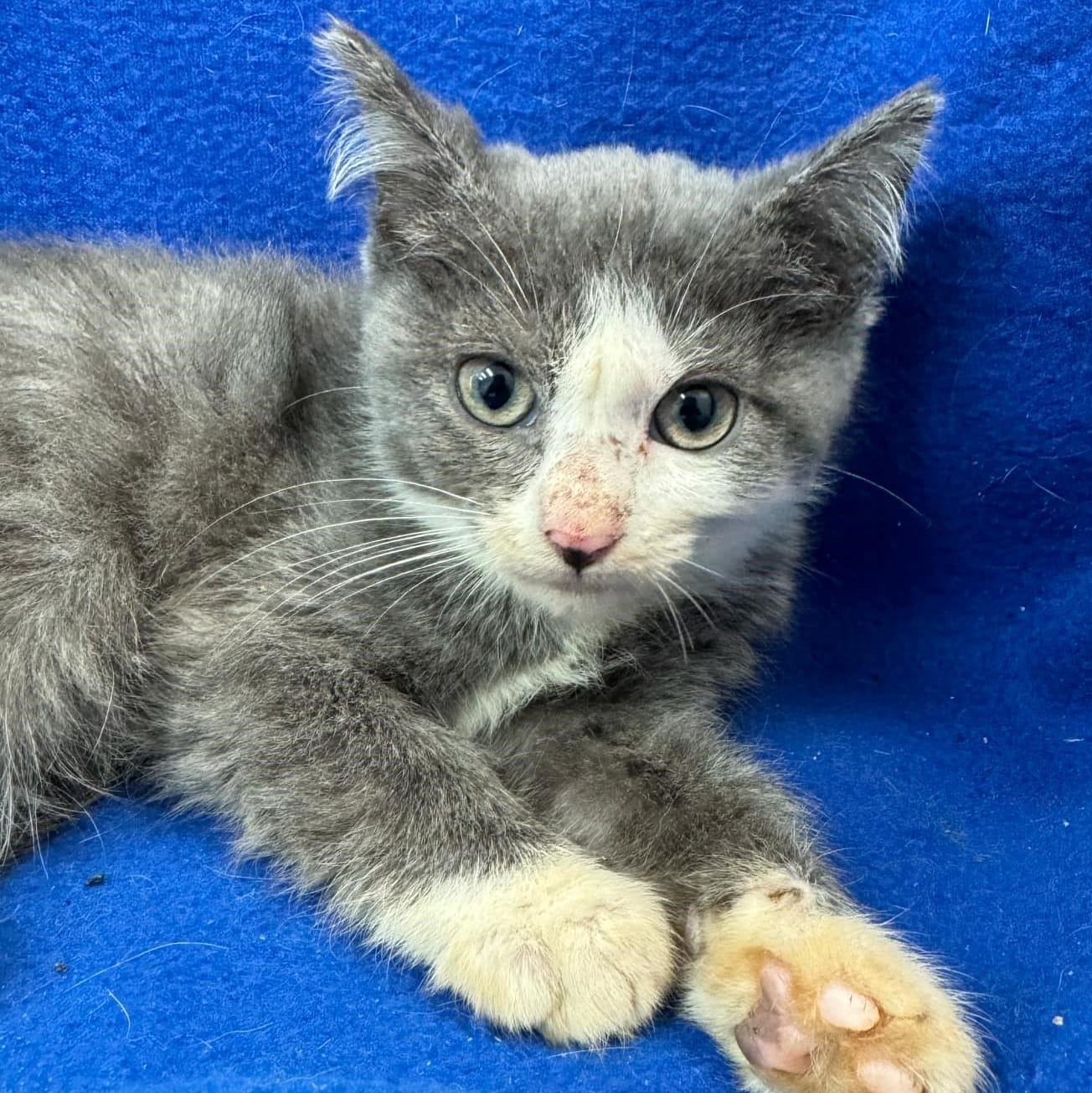 Adopt Pinkie Pie Today - Find Paw Pal