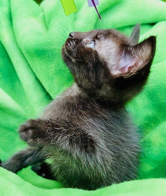 Adopt Stuart Little Today - Find Paw Pal