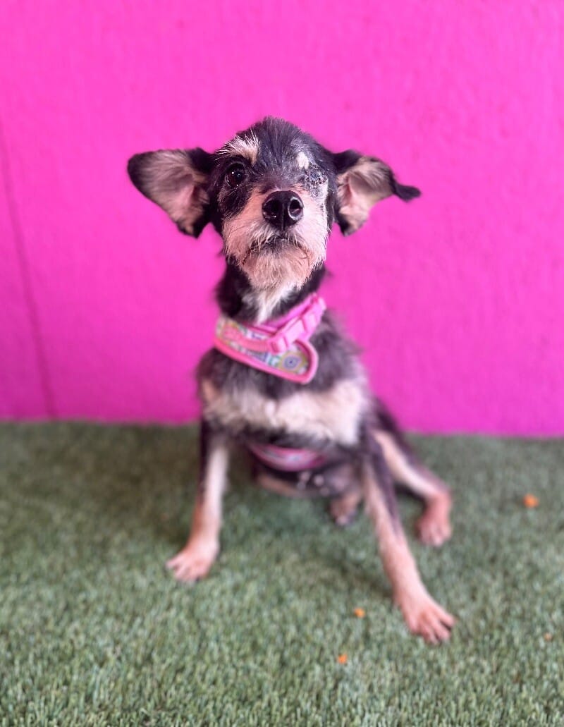 Adopt Dayana Today - Pets TheCountyOffice