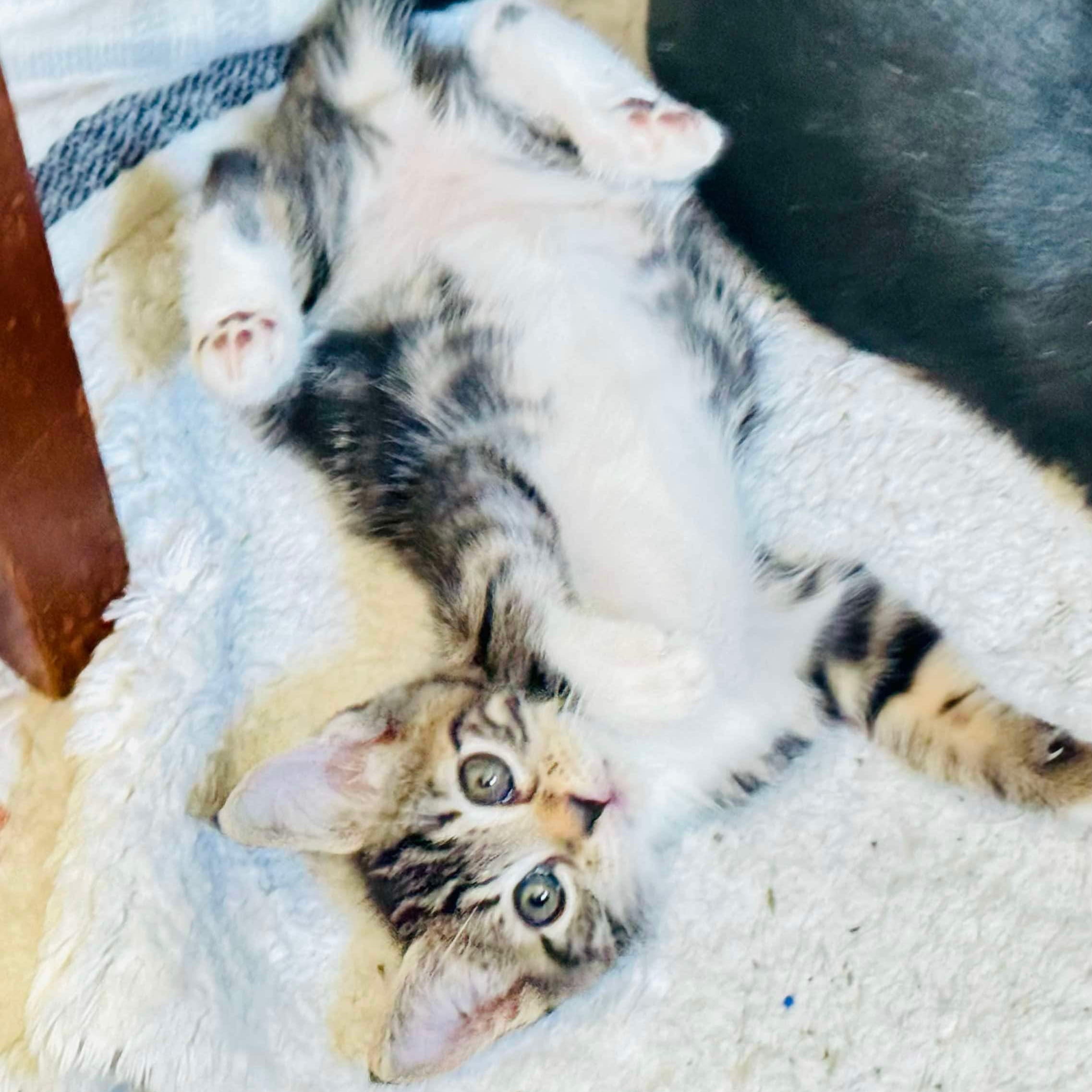 Adopt Felipe Today - Pets TheCountyOffice