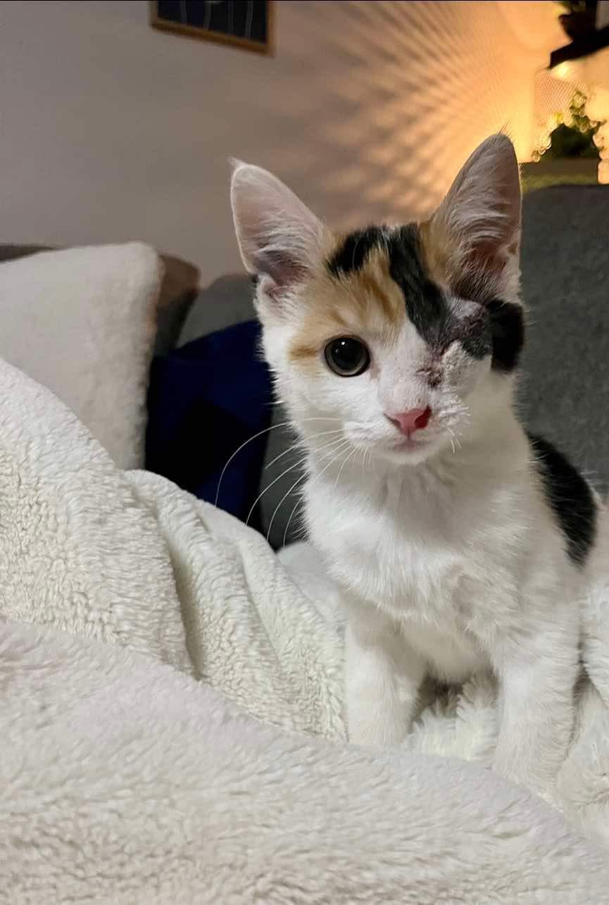 Adopt Dottie Today - Pets TheCountyOffice