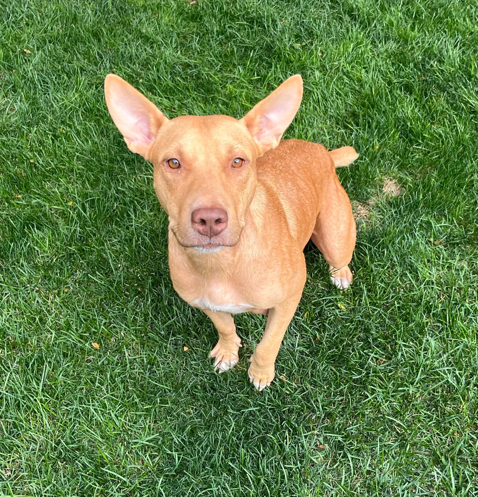 Adopt Sundae Today - Pets TheCountyOffice