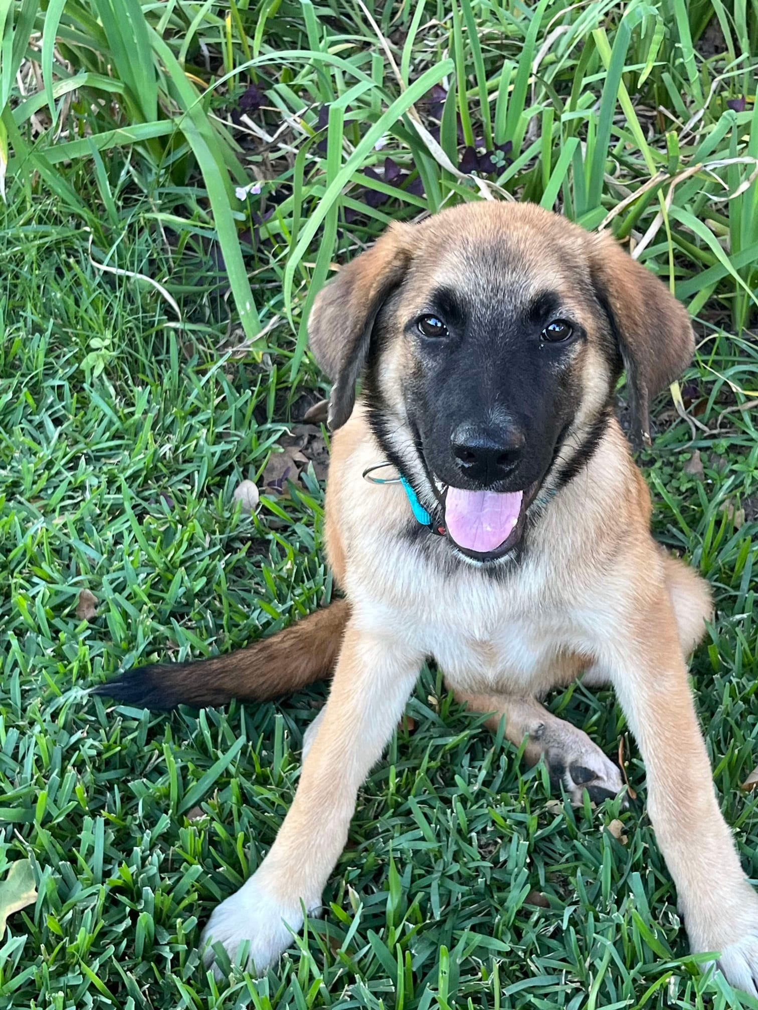 Adopt Kelly Today - Pets TheCountyOffice