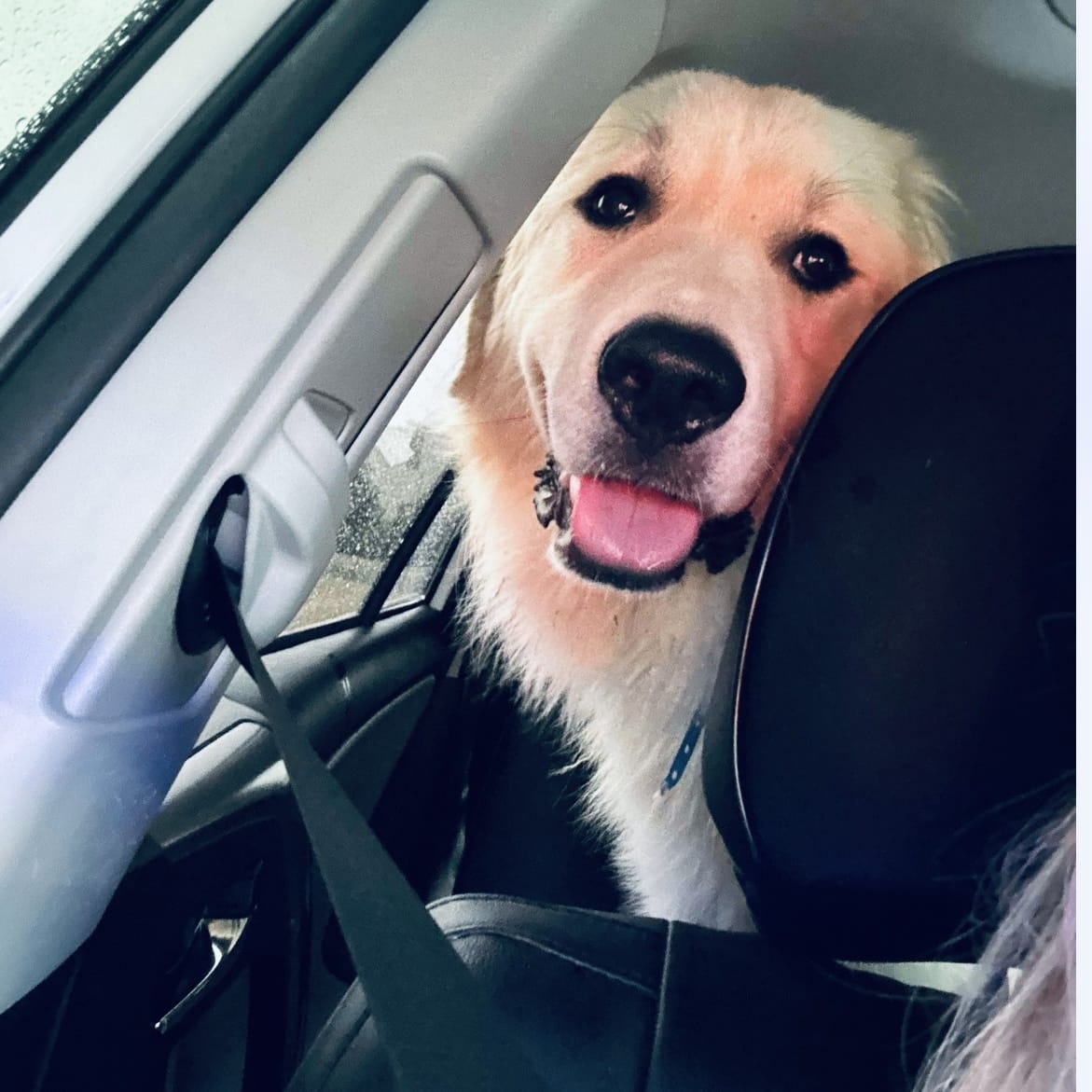 Adopt Farris - handsome, sweet & gentle Today - Pets TheCountyOffice