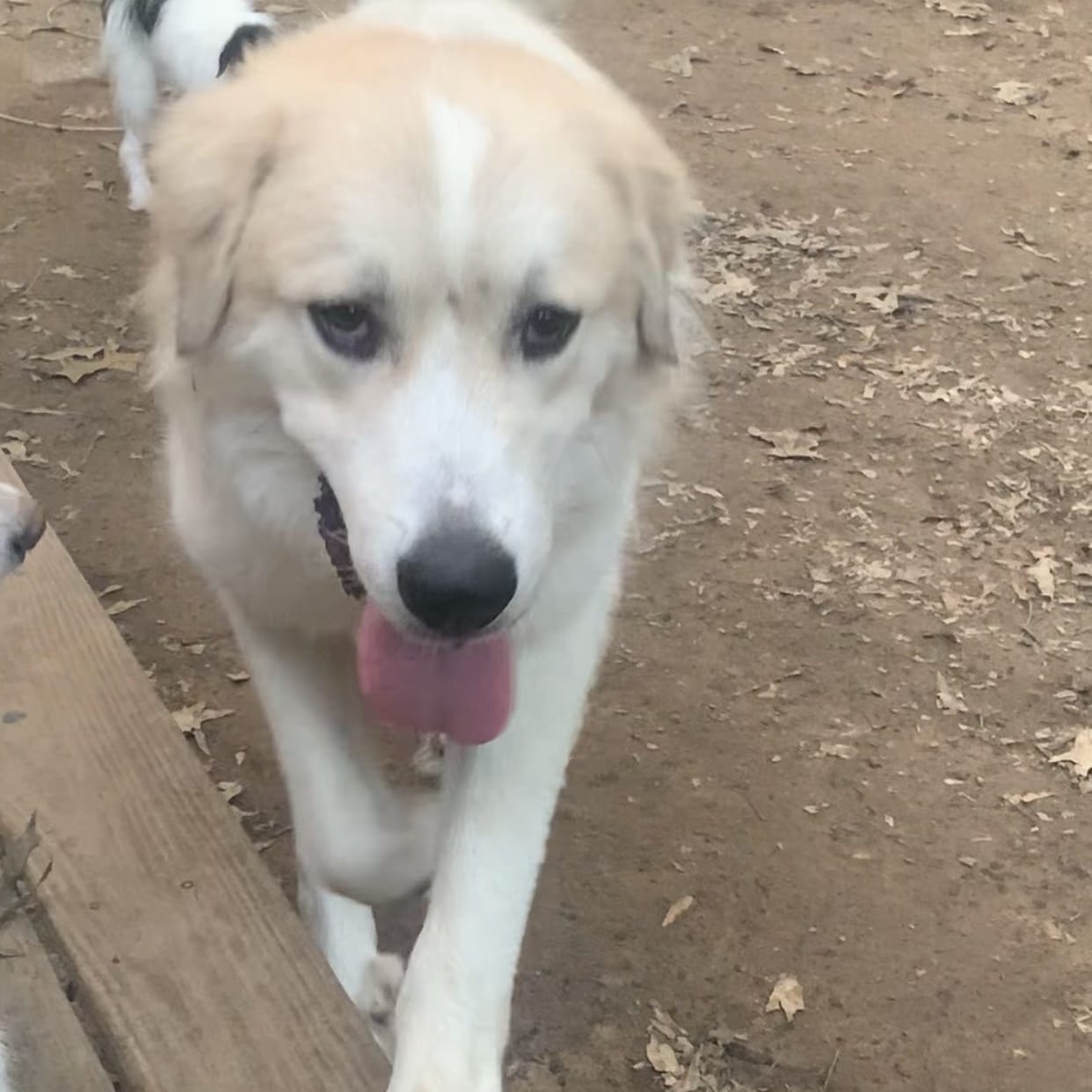 Adopt Farris - sweet, gentle & fluffy Today - Pets TheCountyOffice