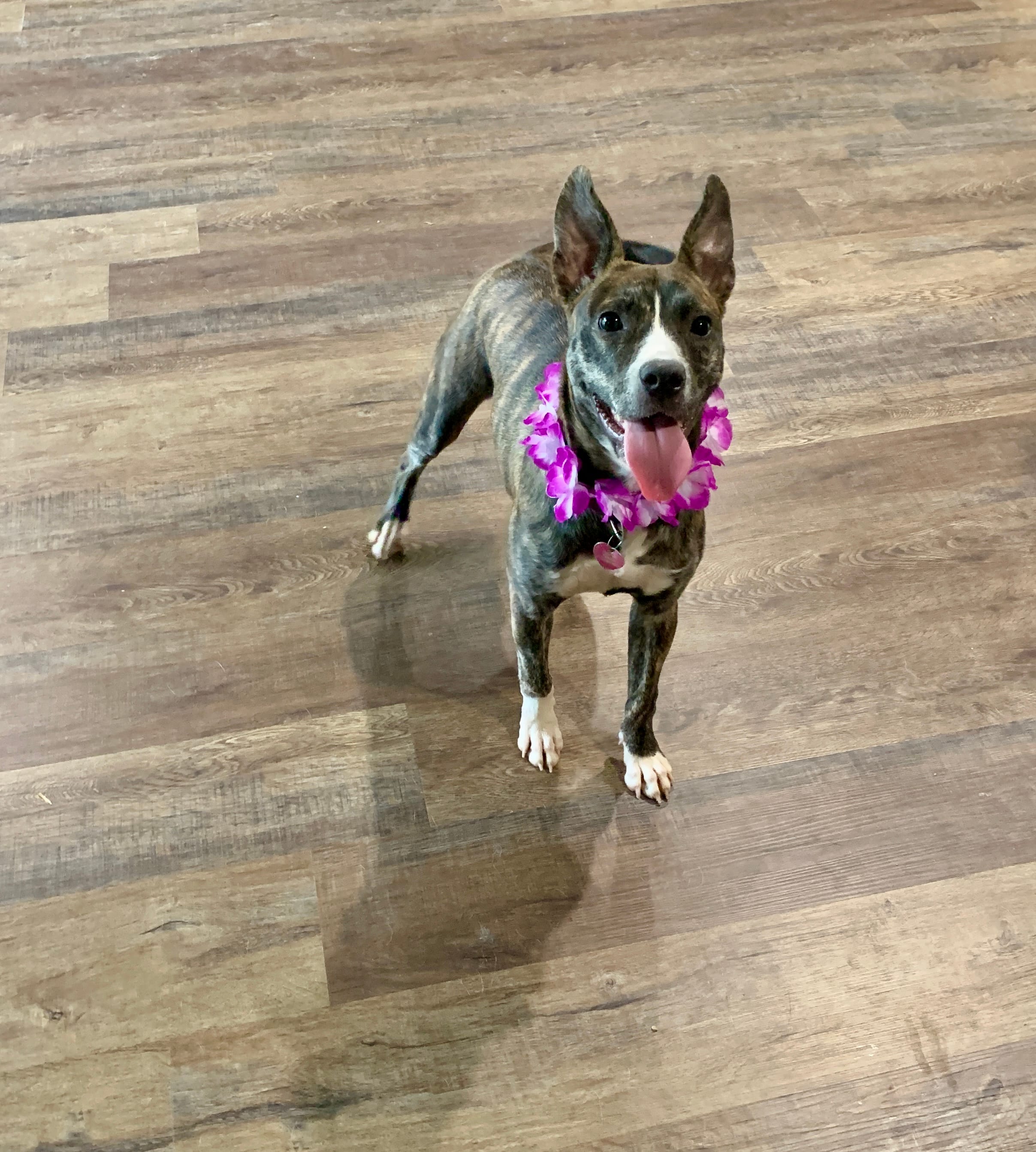 Adopt Kiva - Pint Size Adventure Dog Today - Find Paw Pal