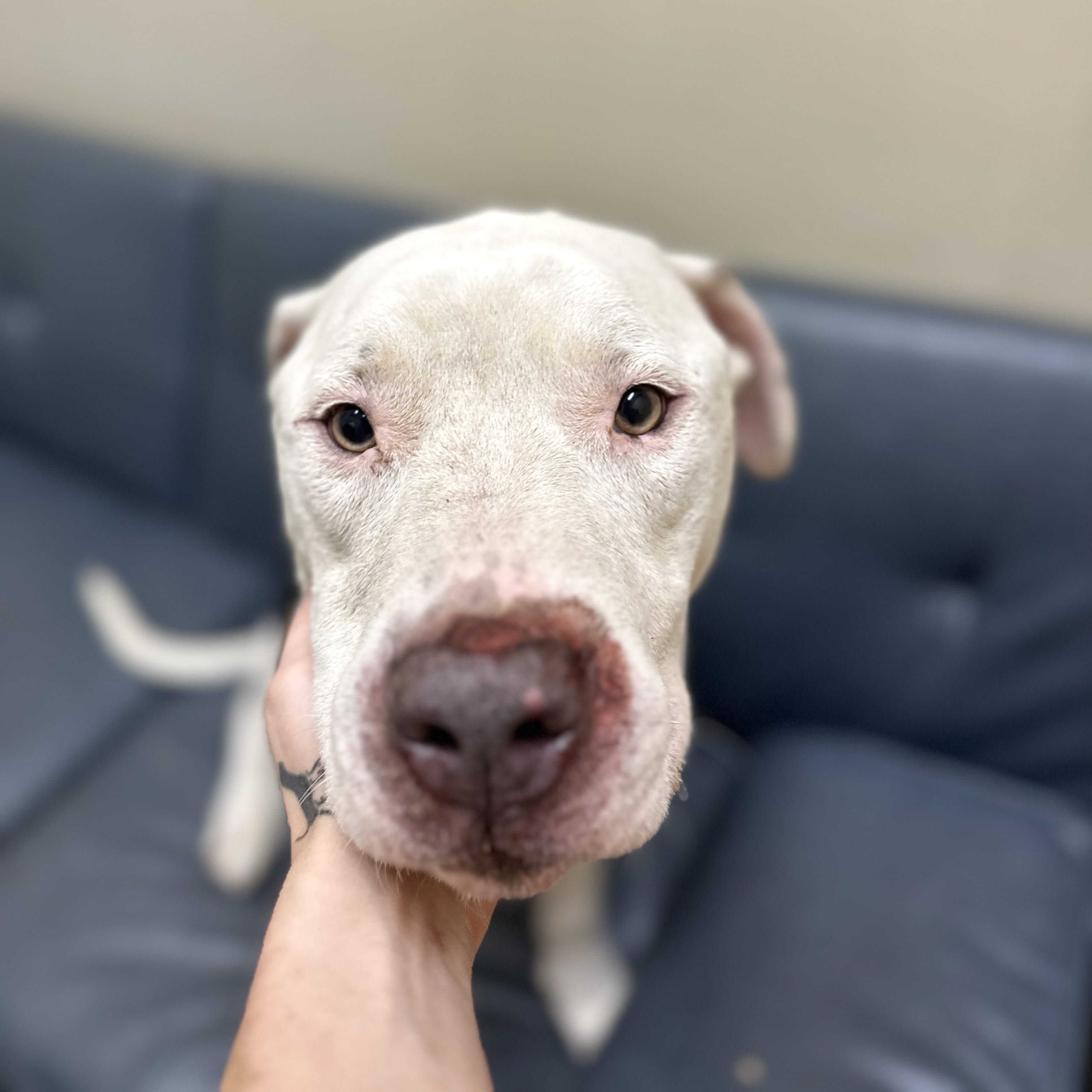 Adopt Damien Today - Pets TheCountyOffice