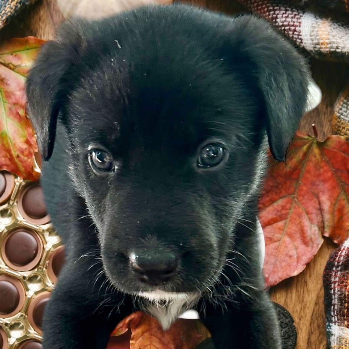 Adopt Midnight Today - Pets TheCountyOffice