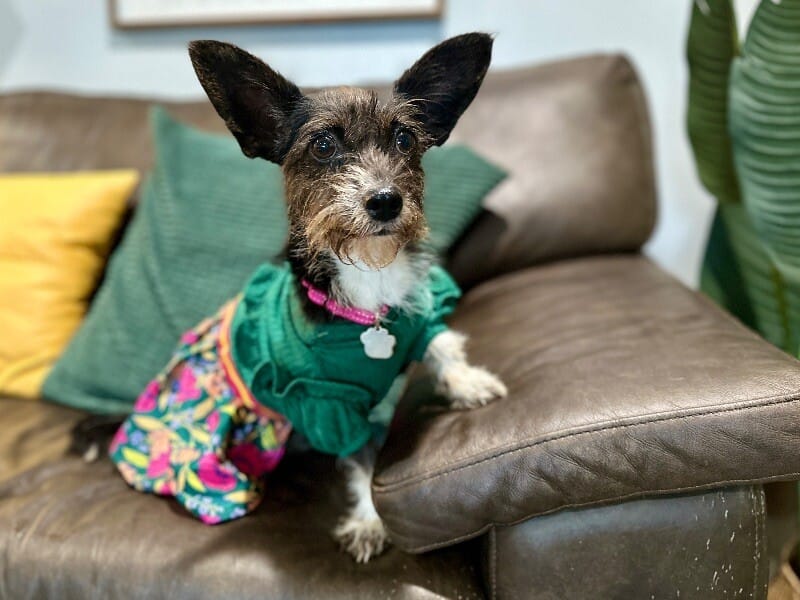 Adopt Kerry the Dream Dress Up Lapdog Today - Find Paw Pal