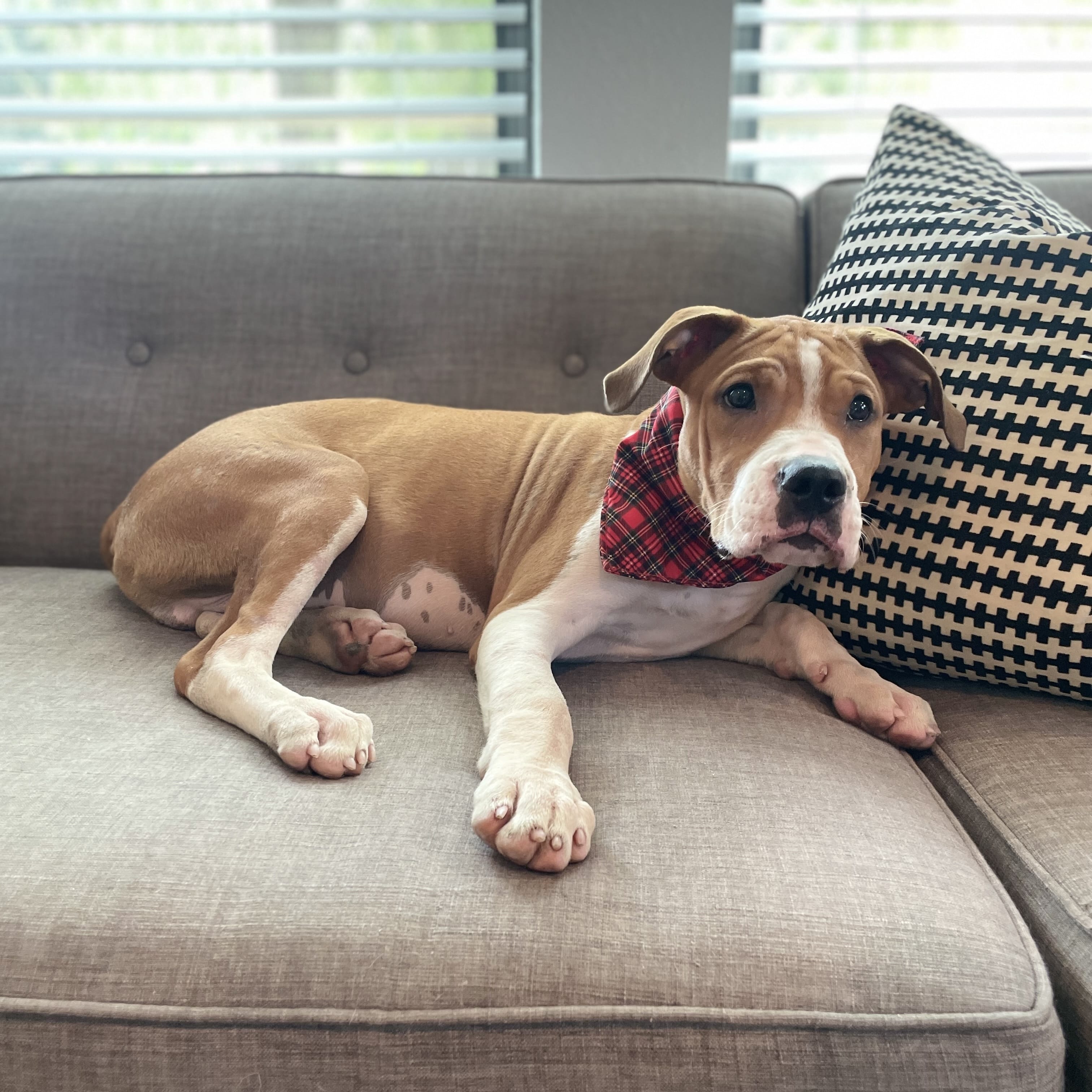 Adopt Clifford Today - Pets TheCountyOffice