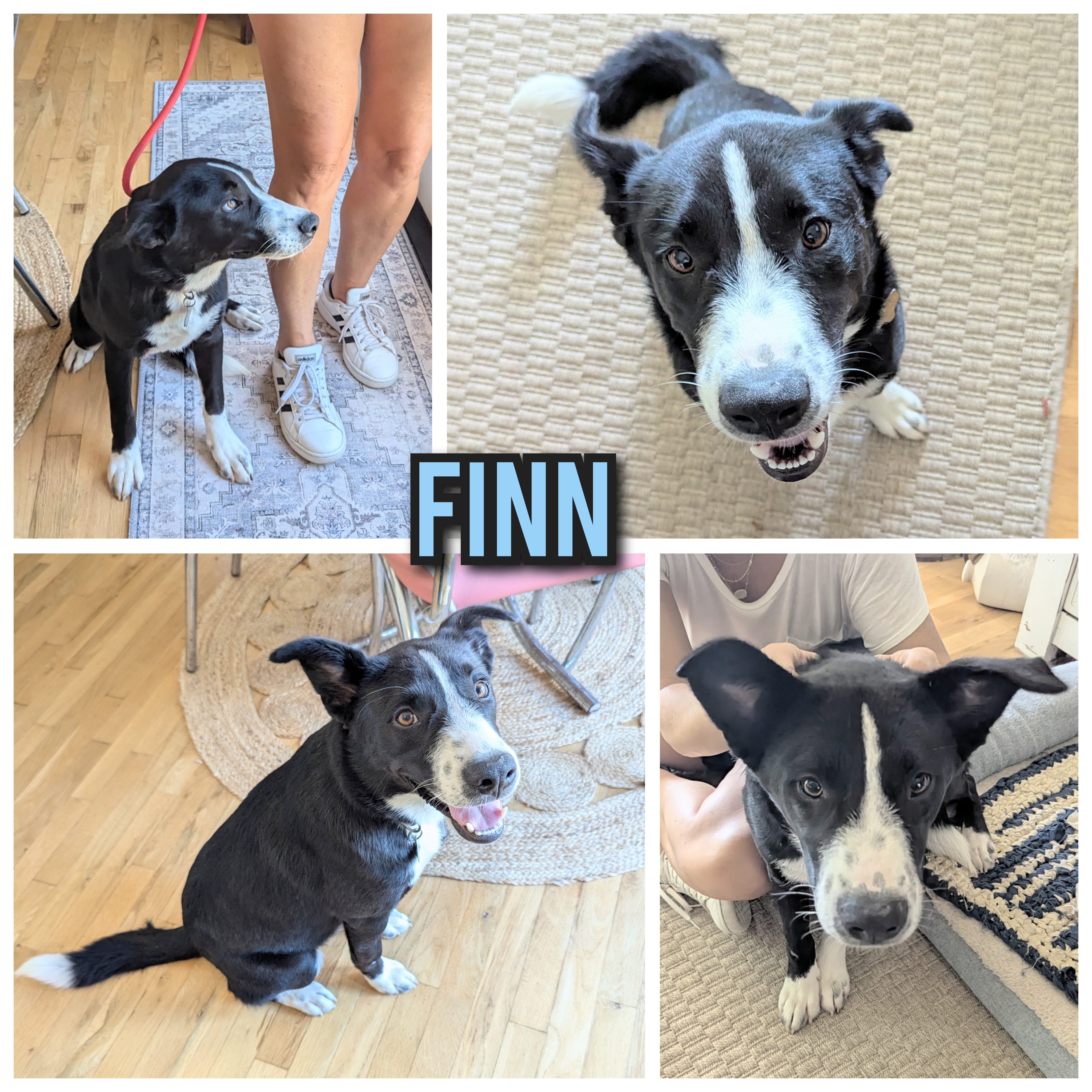 Adopt Finn Today - Find Paw Pal