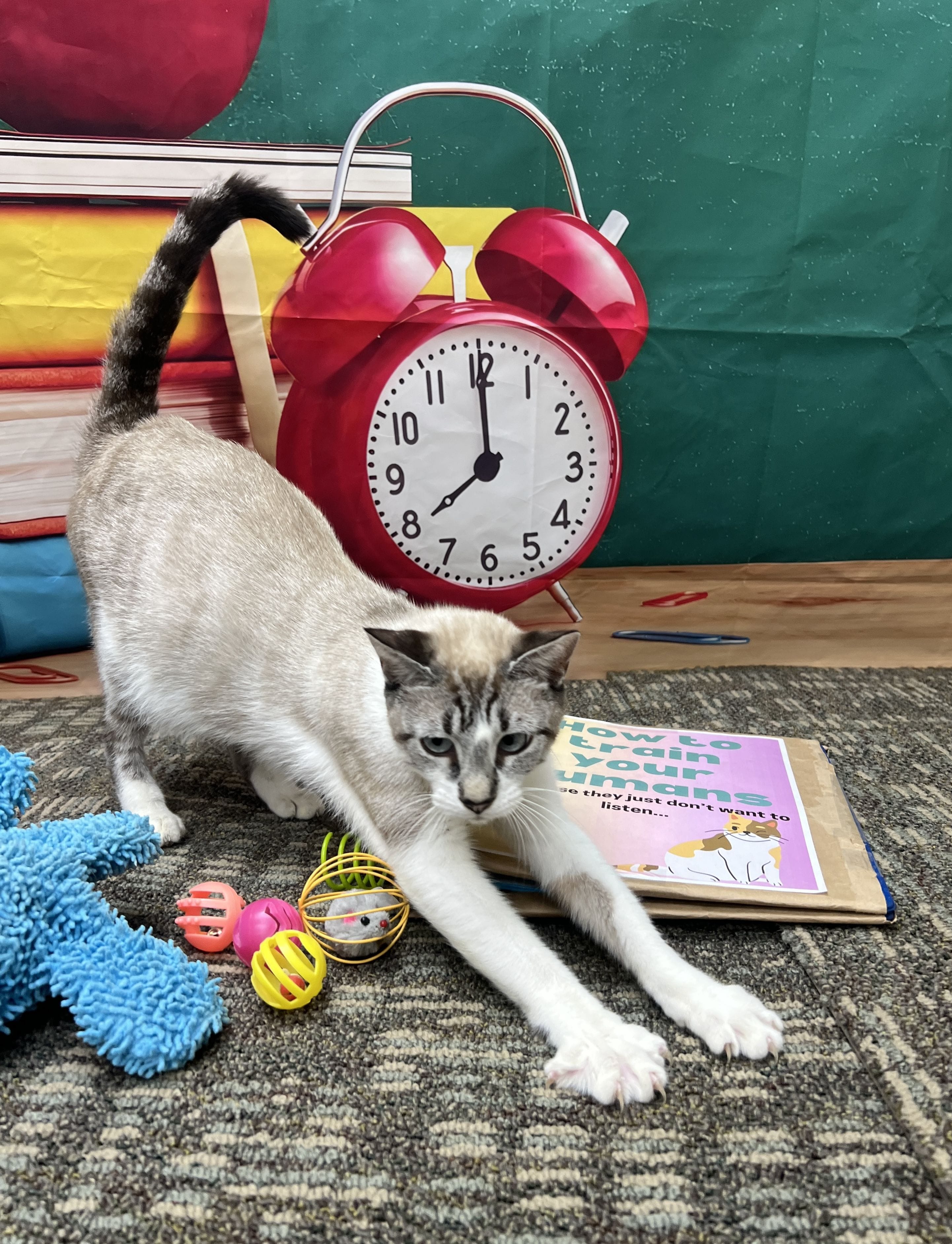 Adopt Sweet Pea Today - Pets TheCountyOffice
