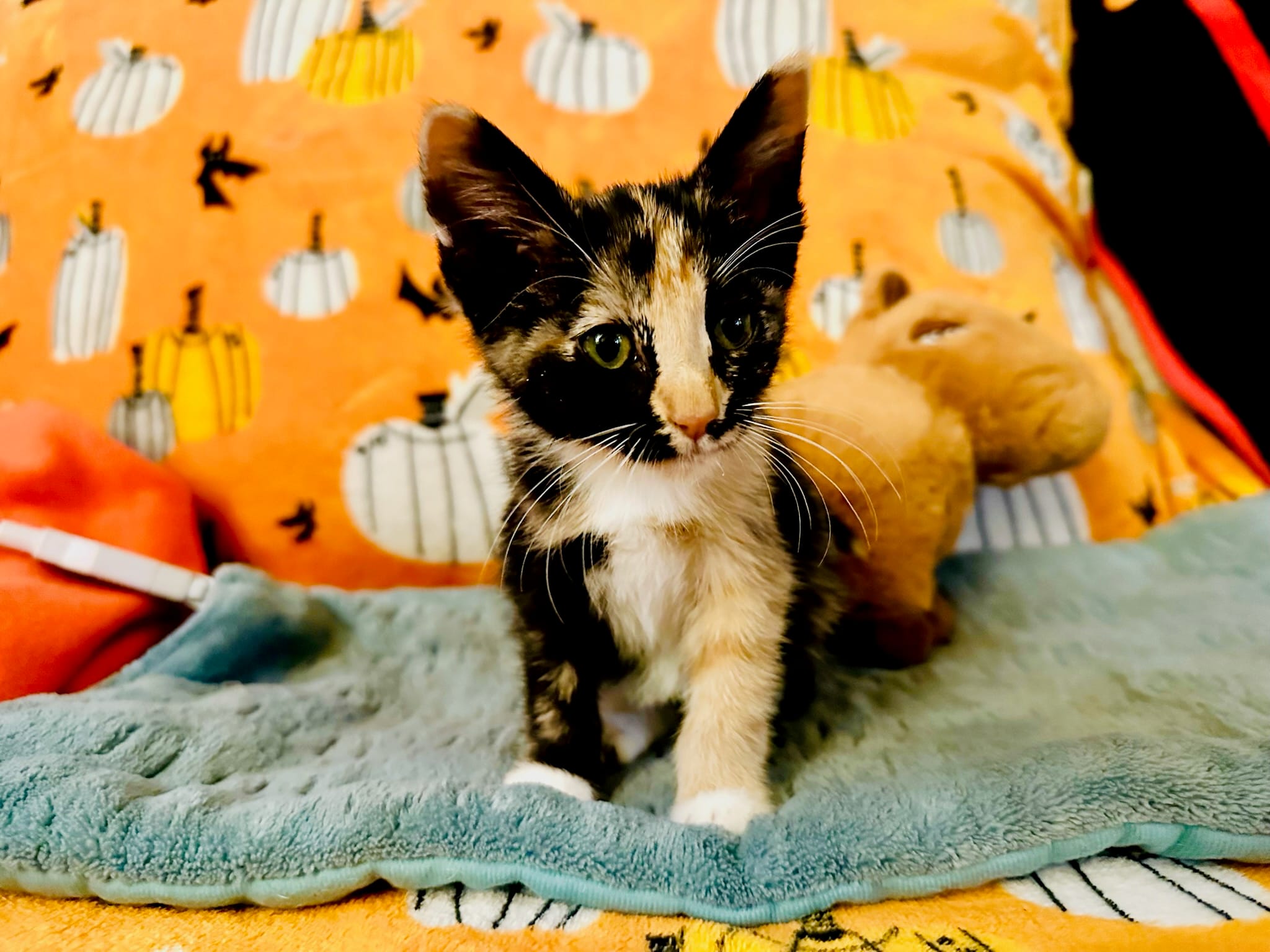 Adopt Madame Jeanette Today - Pets TheCountyOffice