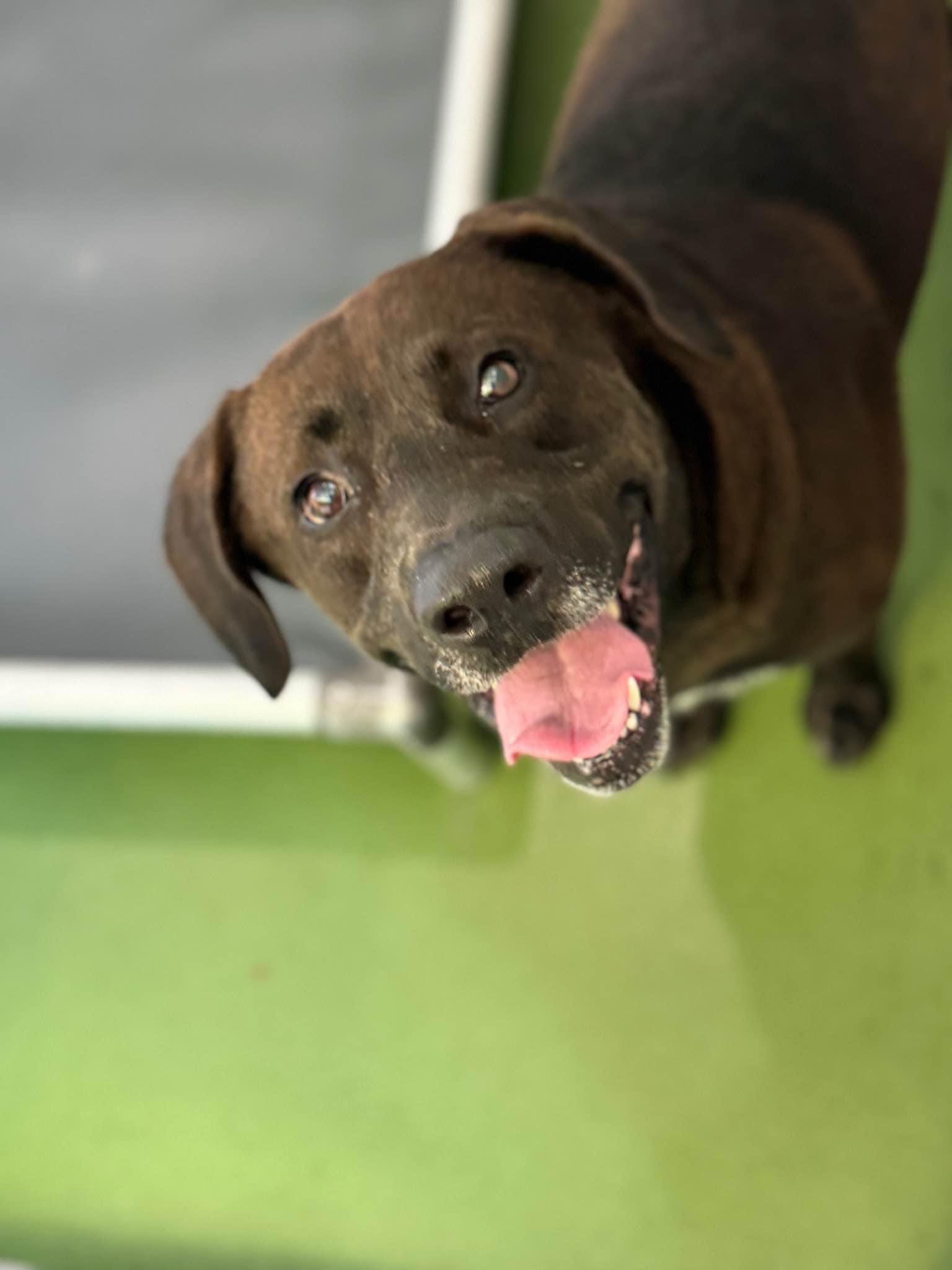 Adopt Chocolate Today - Find Paw Pal