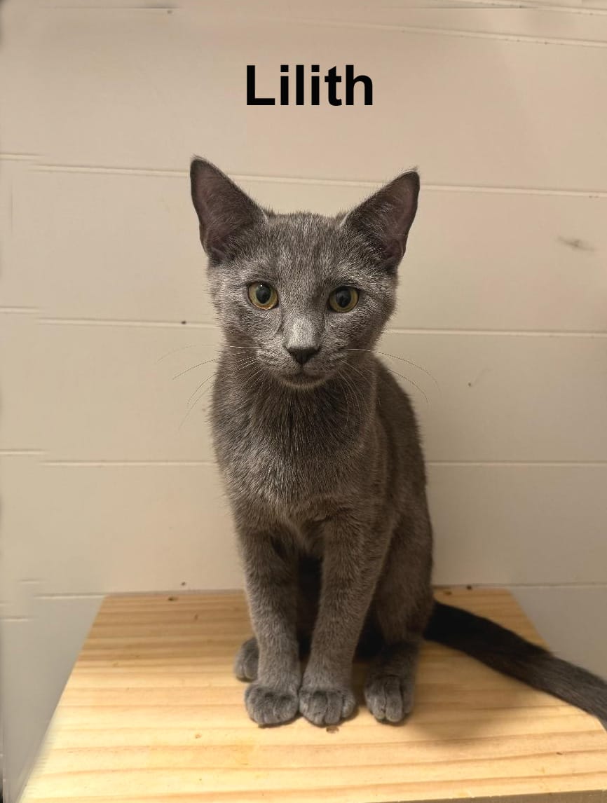 Adopt Lilith Shes. (loves to play; sister of Tink (M) & Sneakers (M ...
