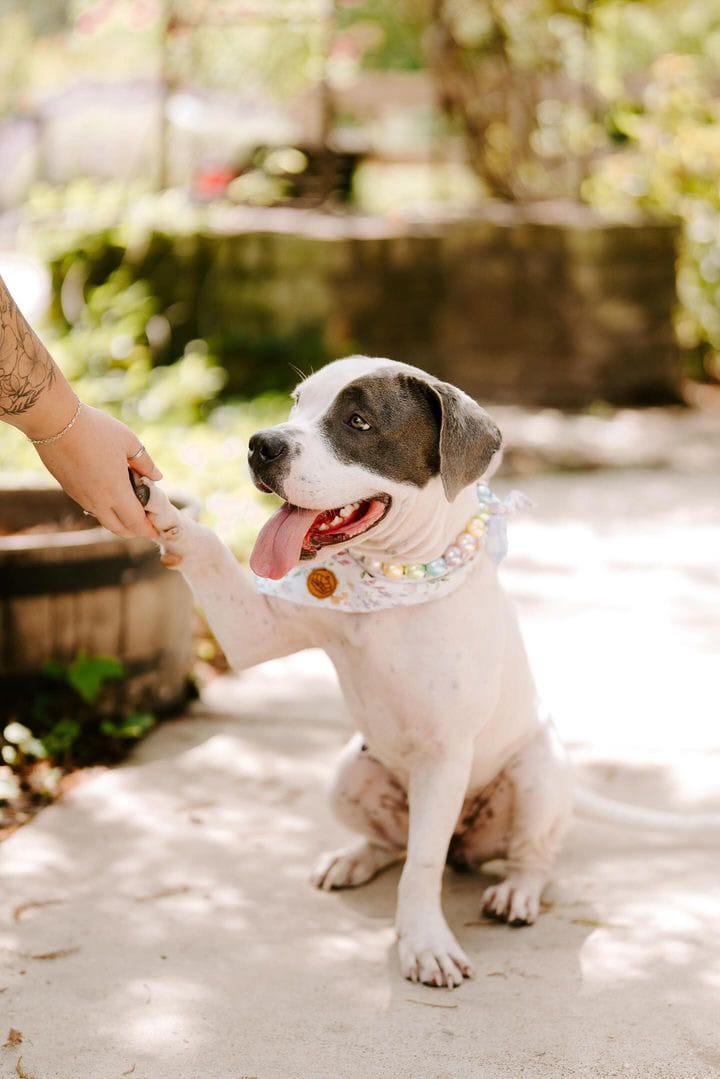 Adopt Daisy Mae Today - Find Paw Pal