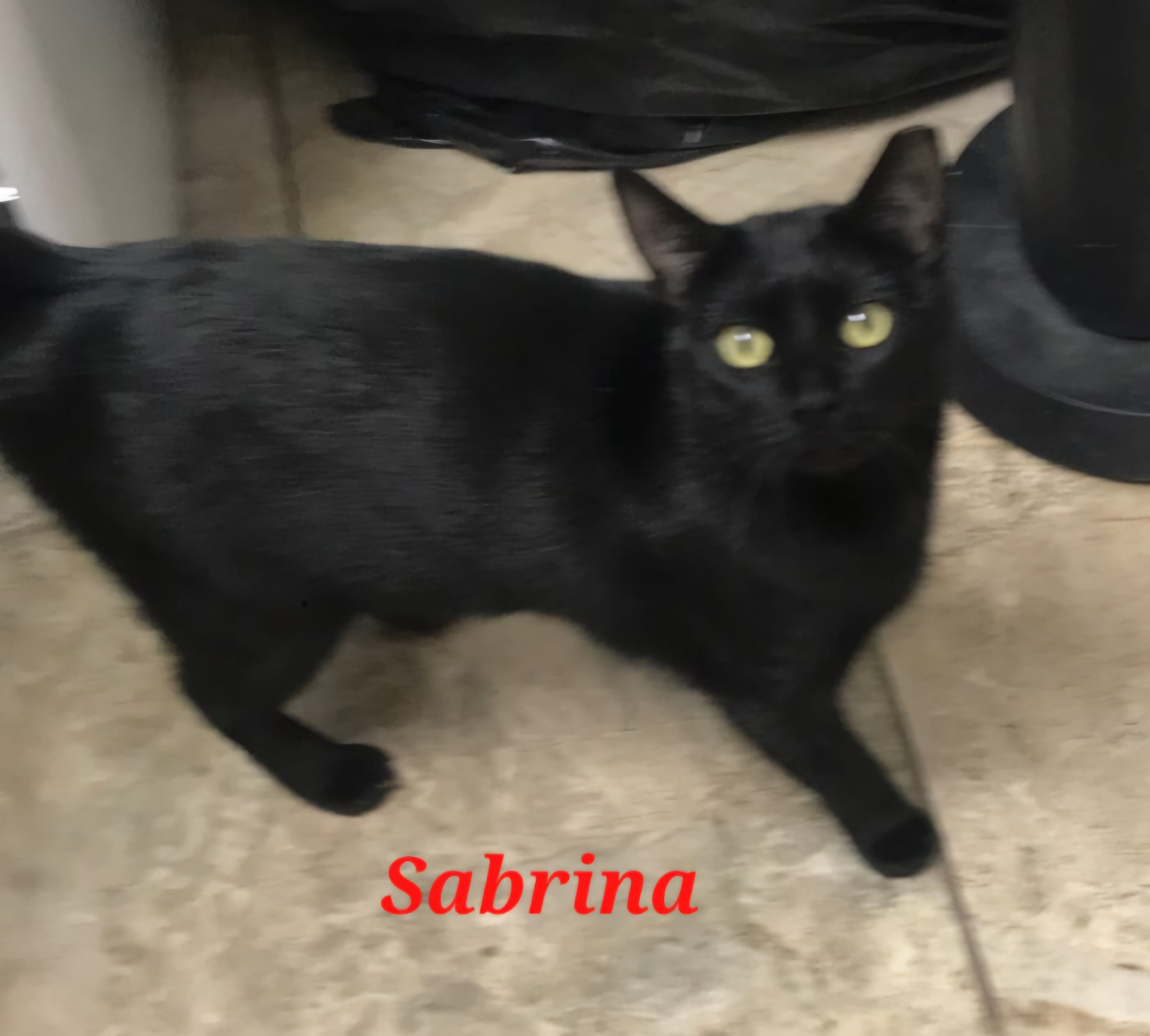 Adopt Sabrina Today - Pets TheCountyOffice
