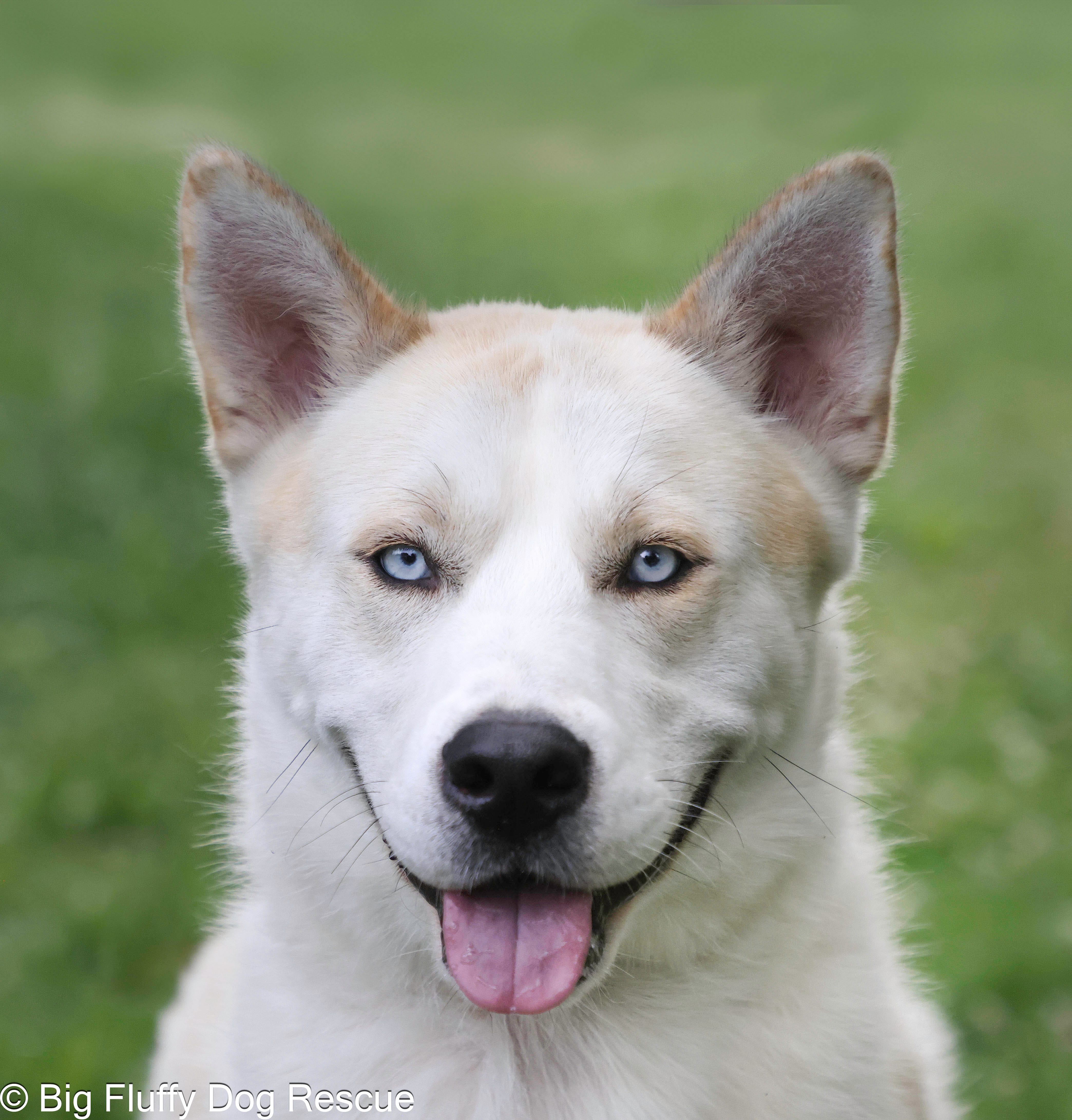 Adopt Skyler Today - Find Paw Pal