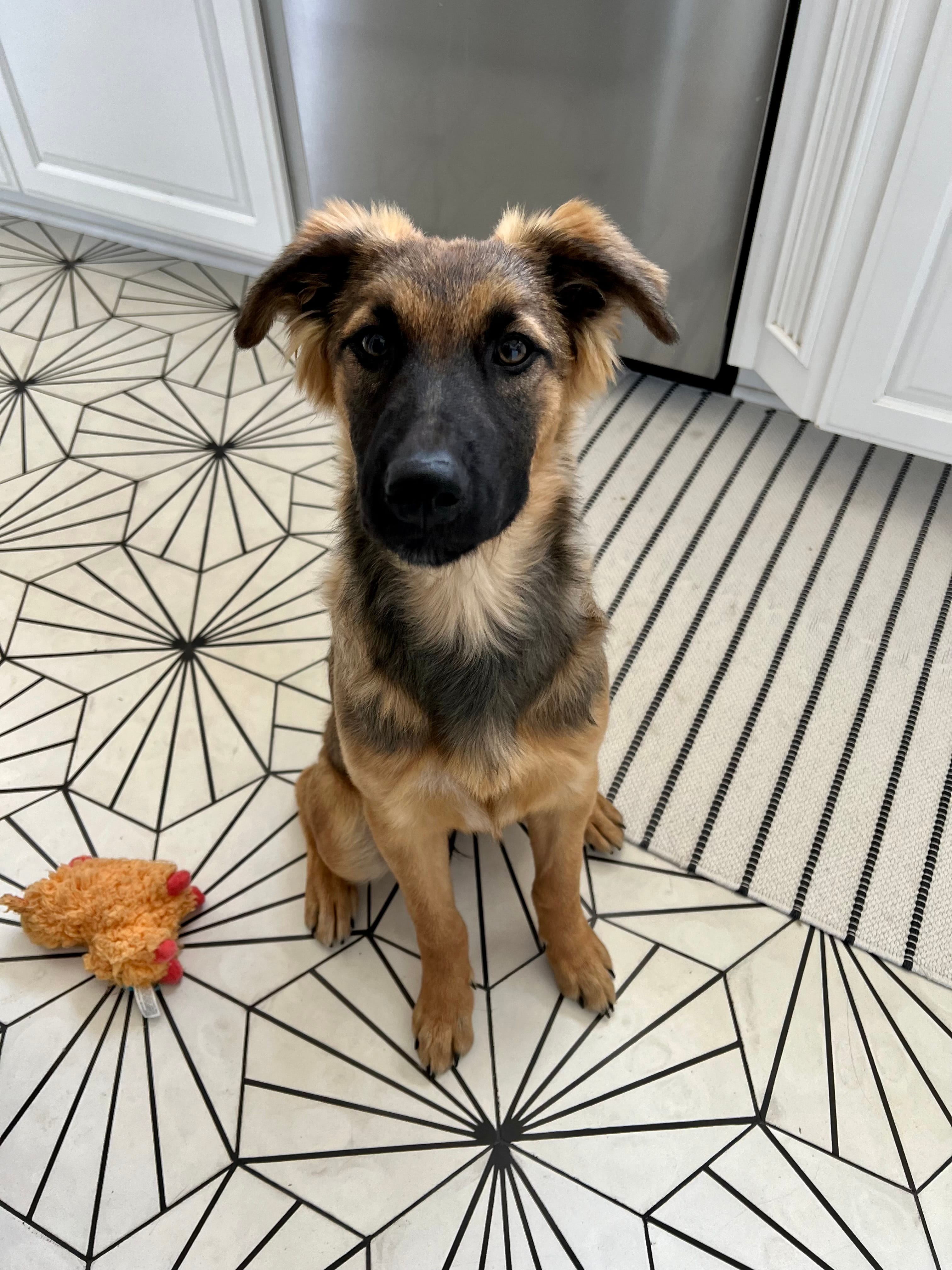 Adopt Alex Today - Pets TheCountyOffice