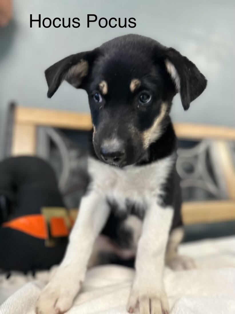 Adopt Hocus Pocus Today - Pets TheCountyOffice