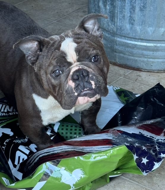 Adopt Willy Wonka Today - Pets TheCountyOffice