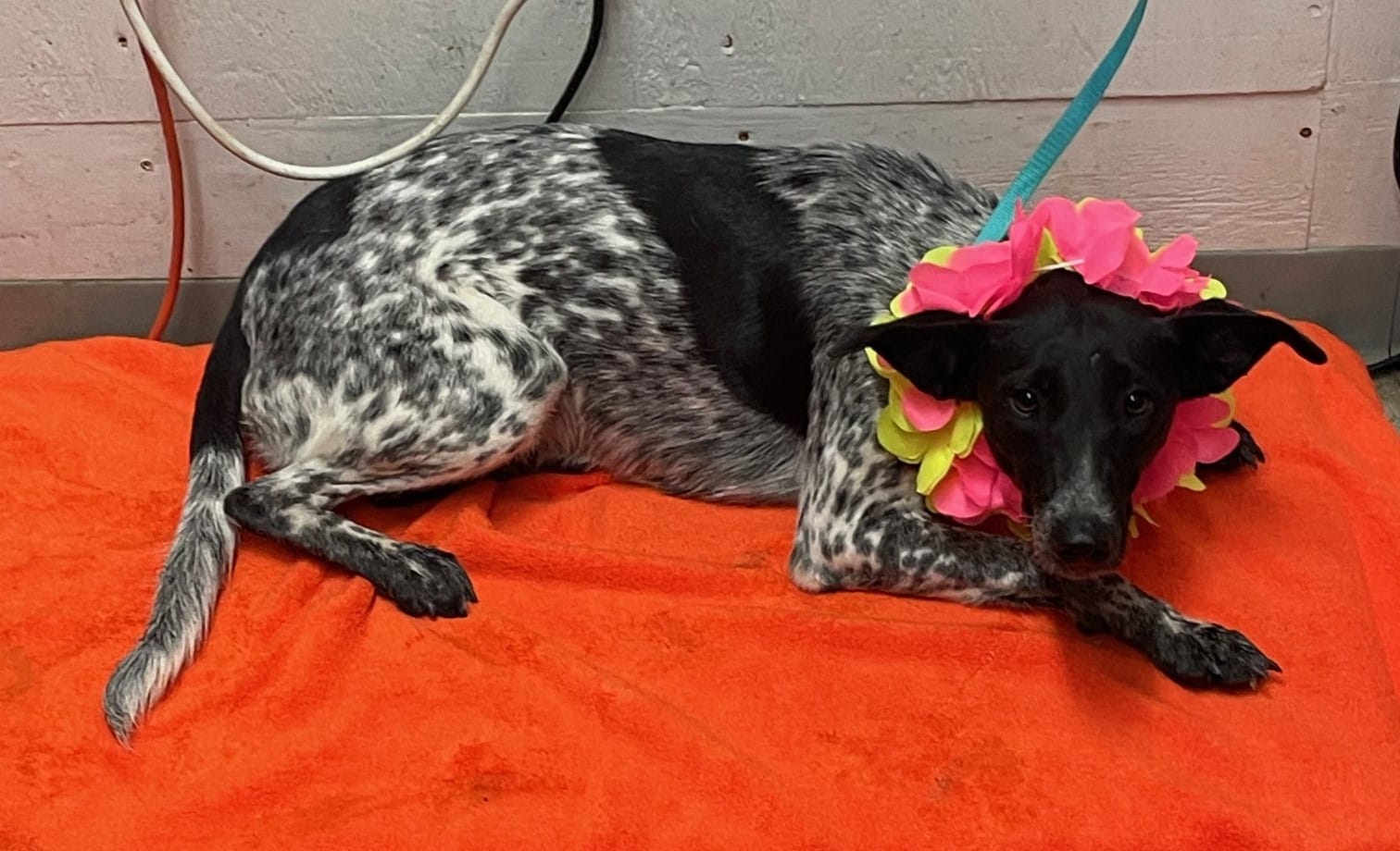 Adopt Goose Today - Pets TheCountyOffice