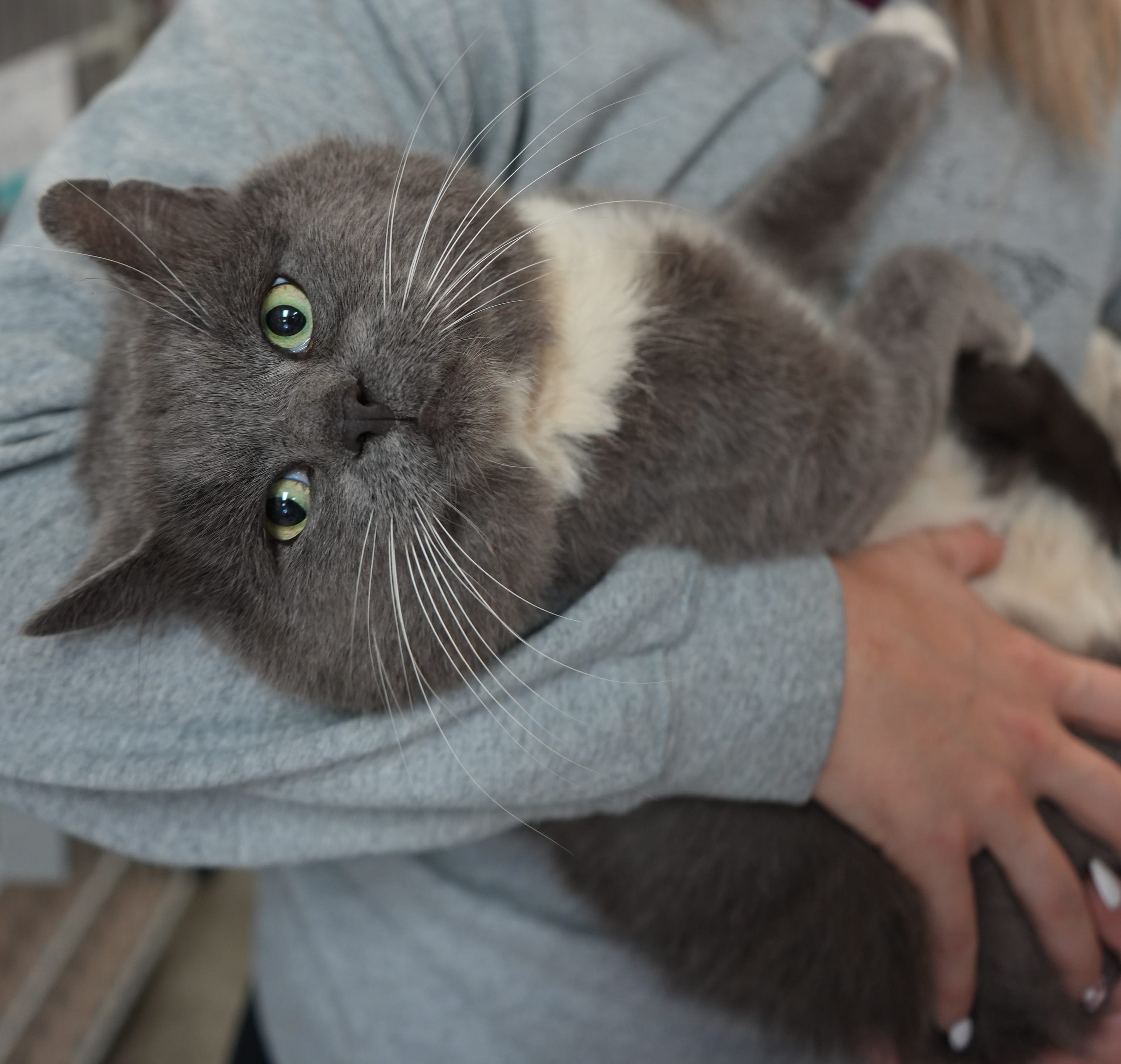 Adopt Garfield is simply the GREATEST! ULTIMATE THERAPY CAT - VIDEO ...