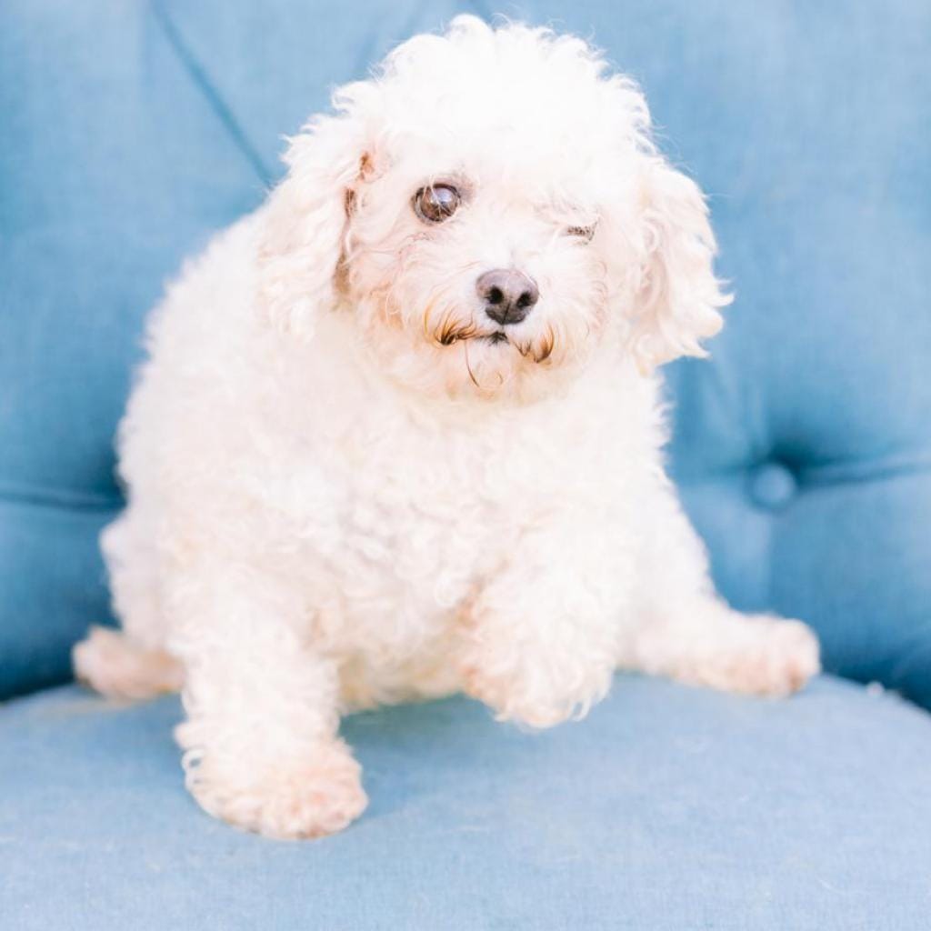 Adopt Amanda Today - Pets TheCountyOffice
