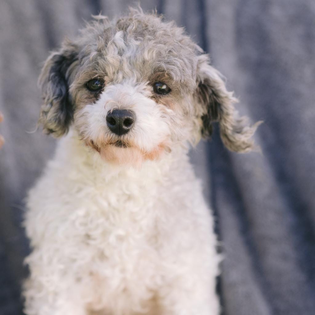 Adopt Pixie Today - Find Paw Pal