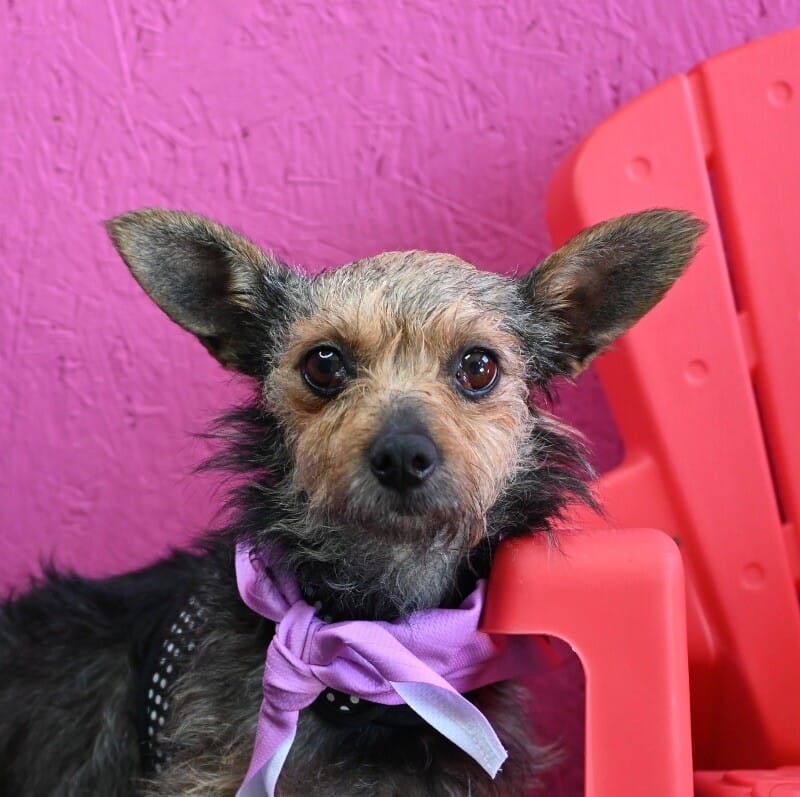 Adopt Mia Today - Find Paw Pal