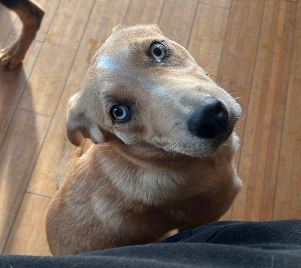 Adopt Banjo Today - Pets TheCountyOffice
