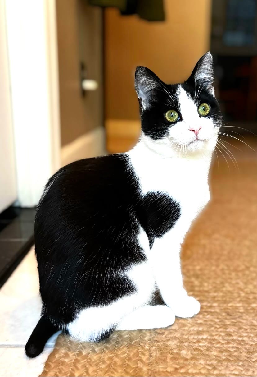 Adopt Sweet Stella Today - Pets TheCountyOffice