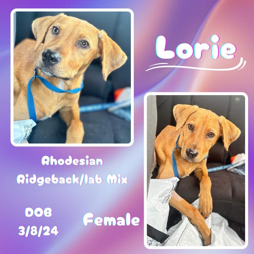 Adopt Lorie Today - Find Paw Pal